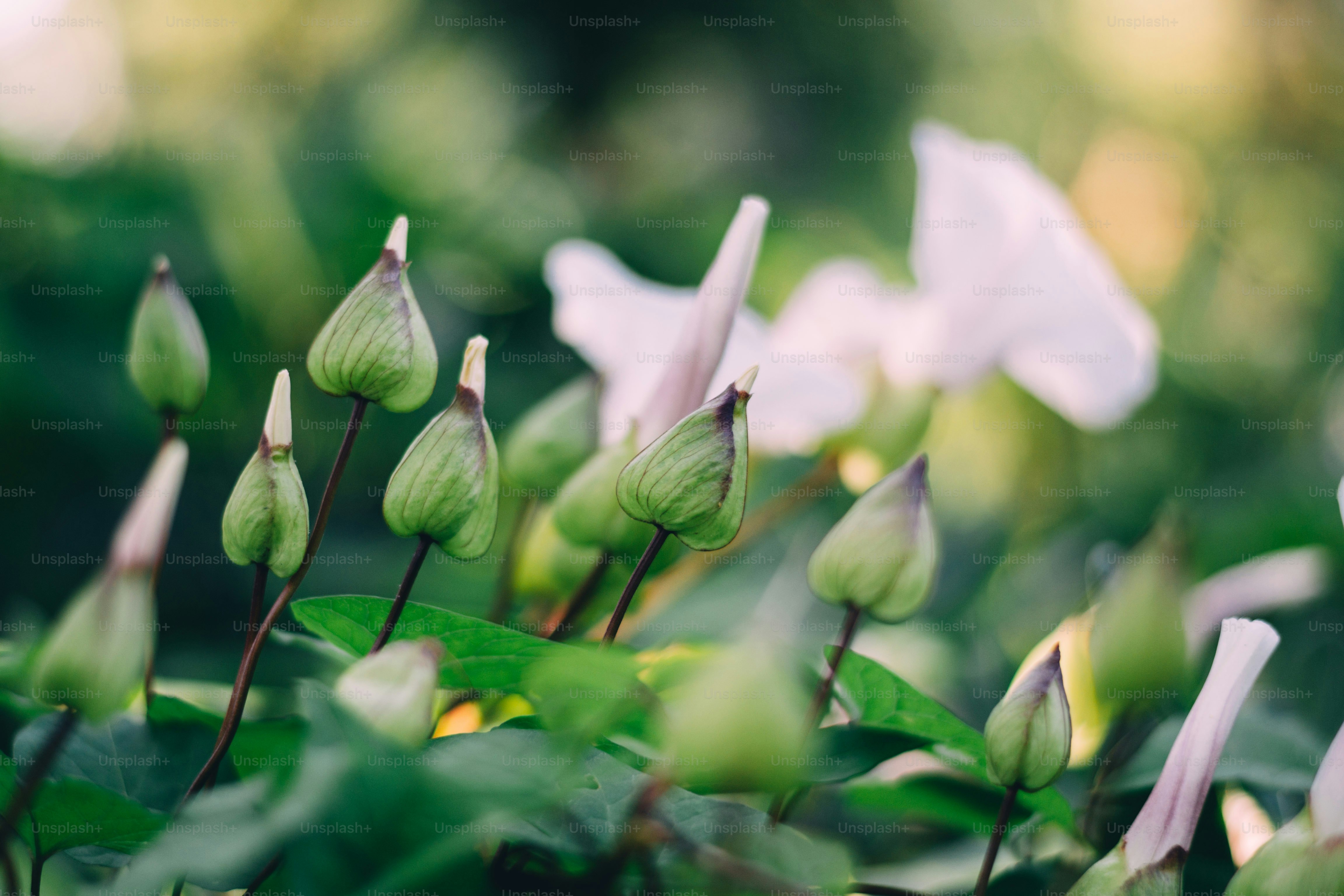 450+ Sprout Pictures [HD] | Download Free Images on Unsplash