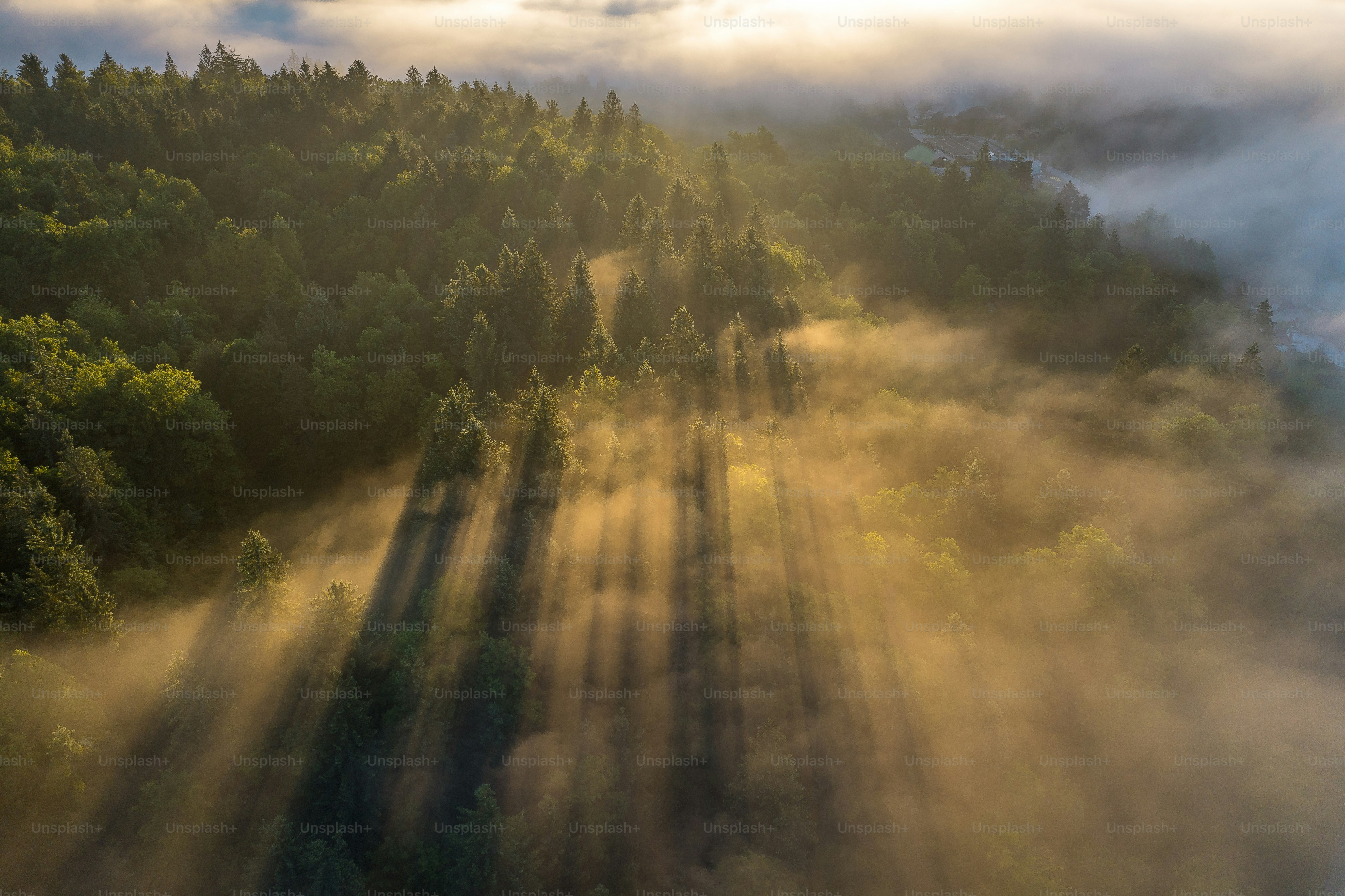 An aerial view of a forest covered in fog photo – Forest Image on Unsplash