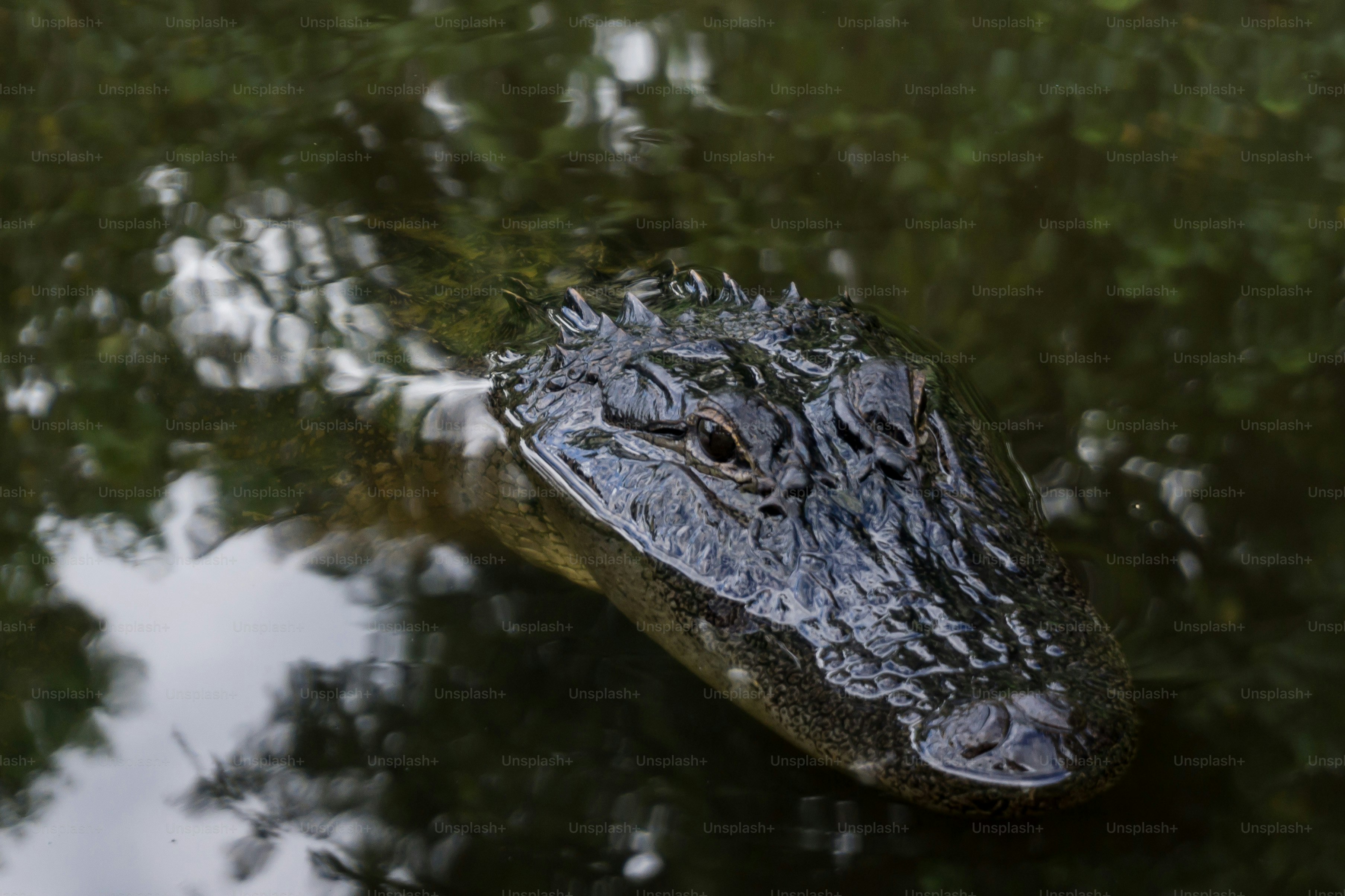 A large alligator is submerged in the water photo – Wild animal Image ...