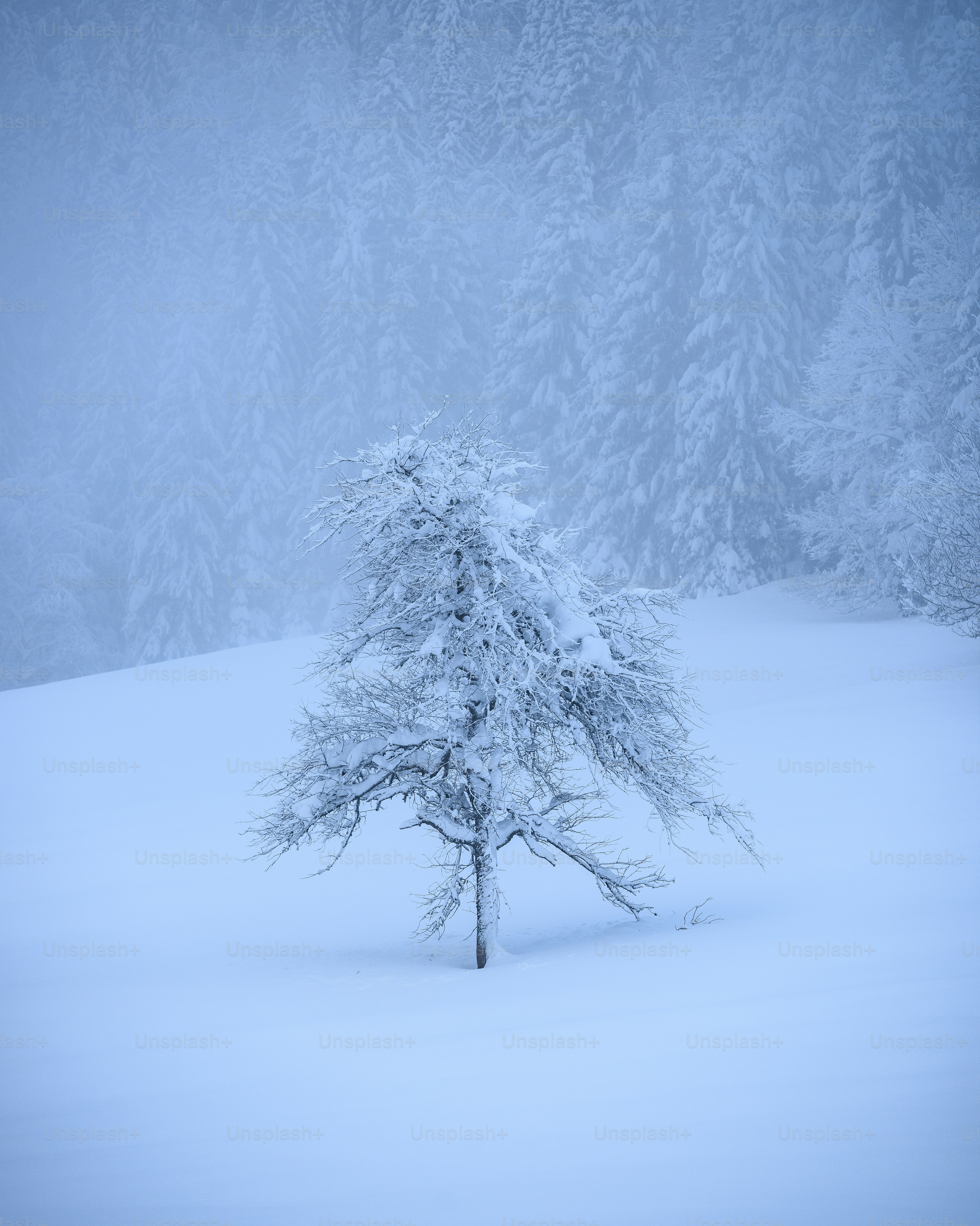 A lone tree in the middle of a snowy field photo – Winter Image on Unsplash