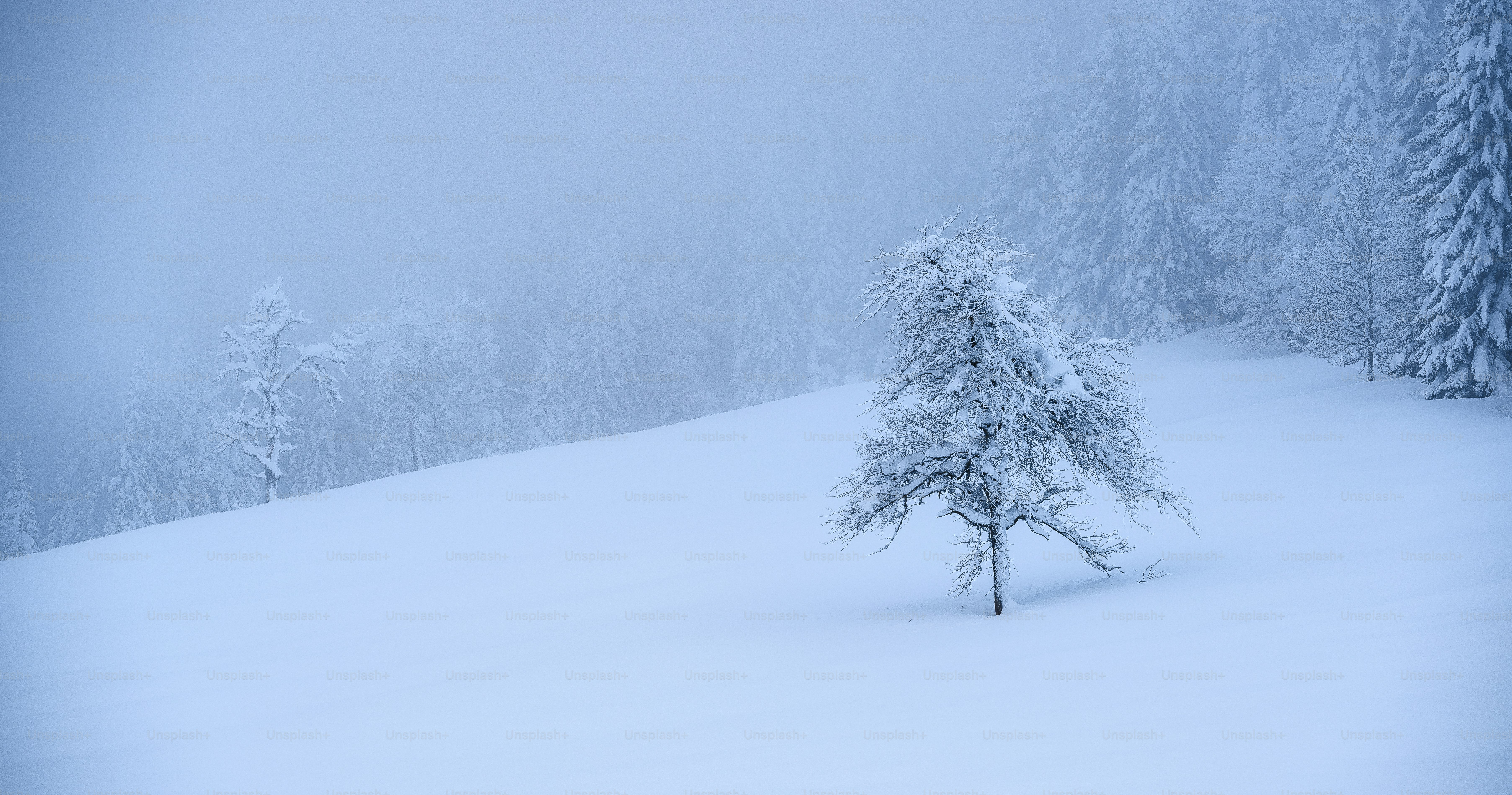 A lone tree in the middle of a snowy field photo – Sky Image on Unsplash