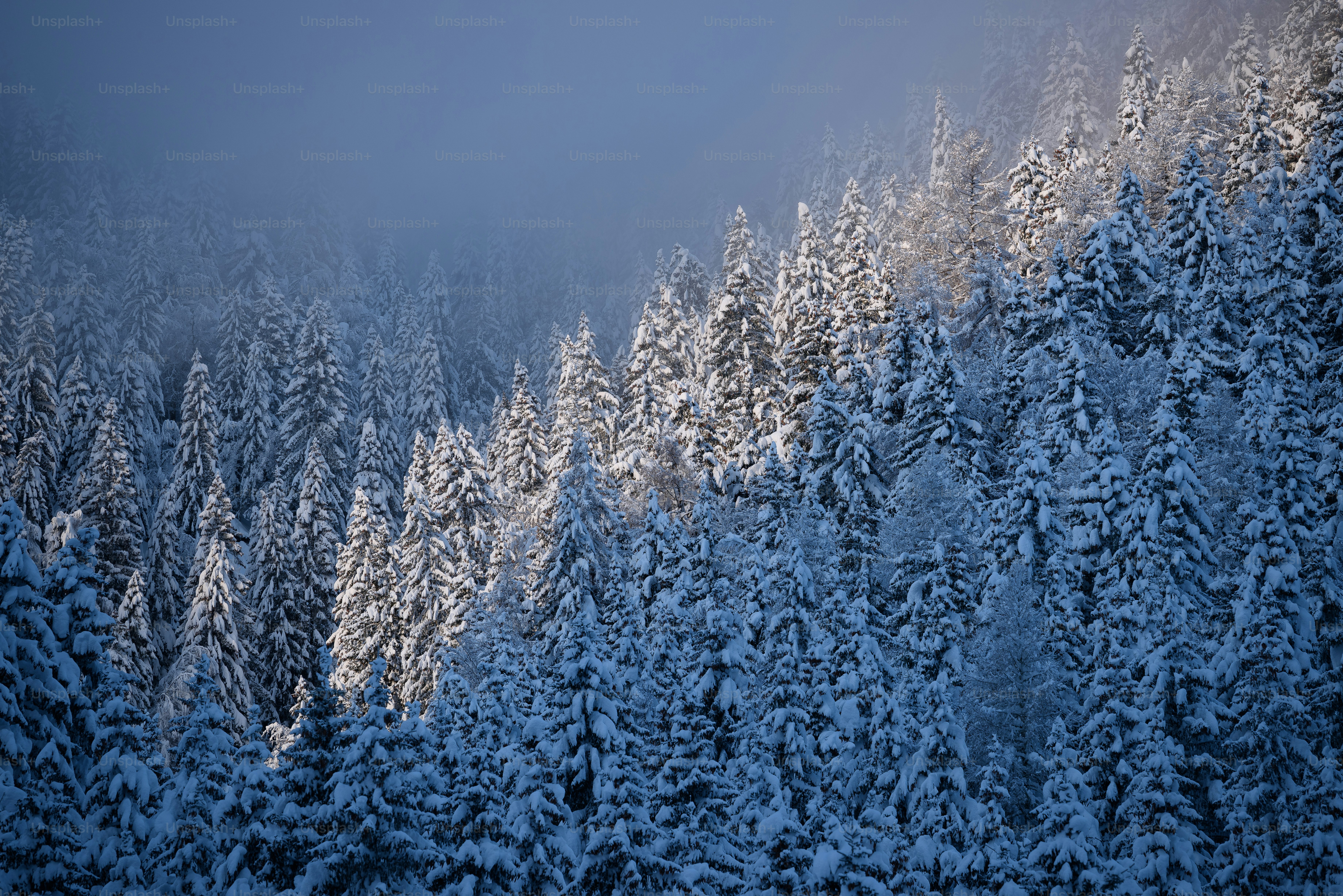 30k+ Snow Forest Pictures | Download Free Images on Unsplash