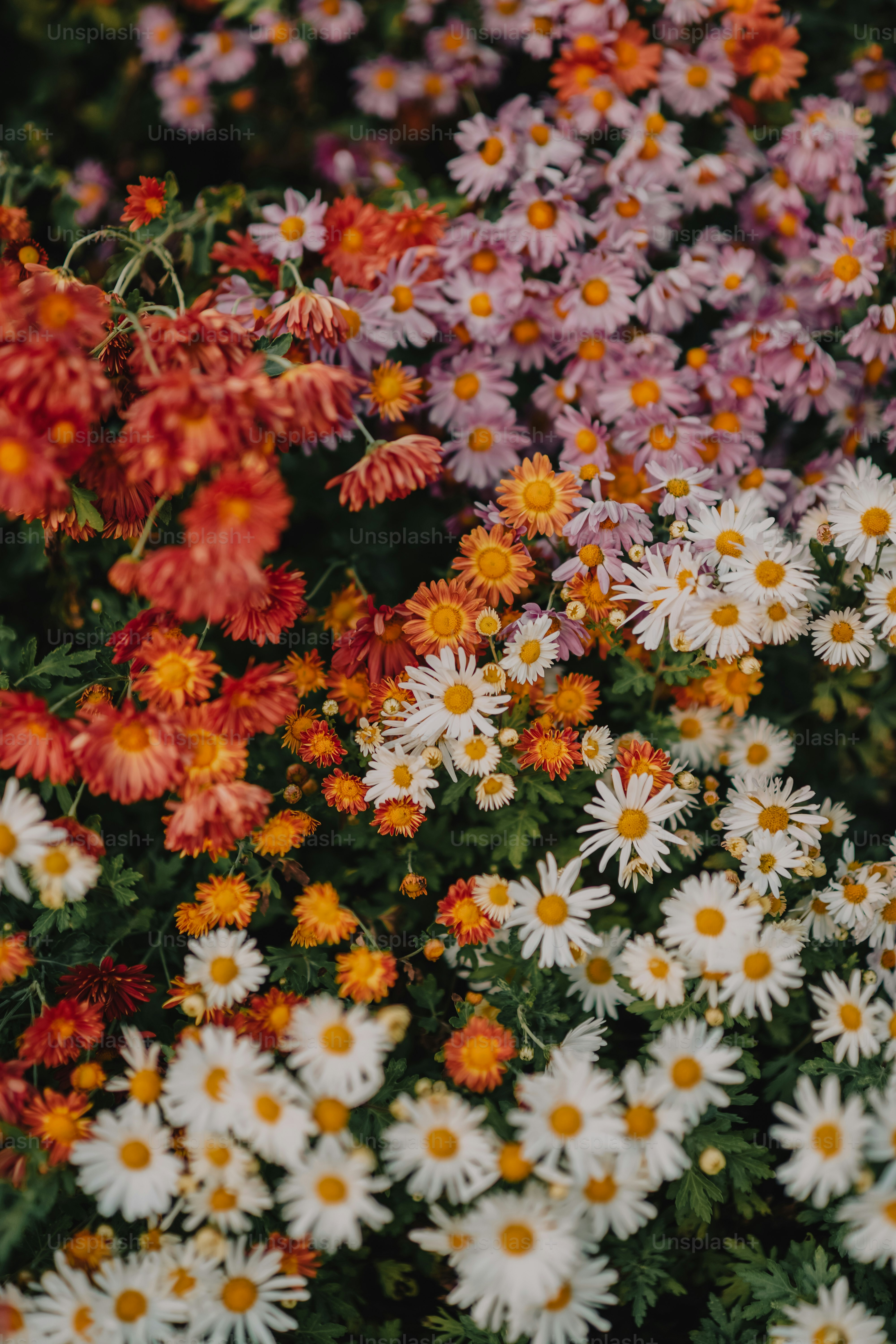 A bunch of flowers that are in the grass photo – Central park Image on ...