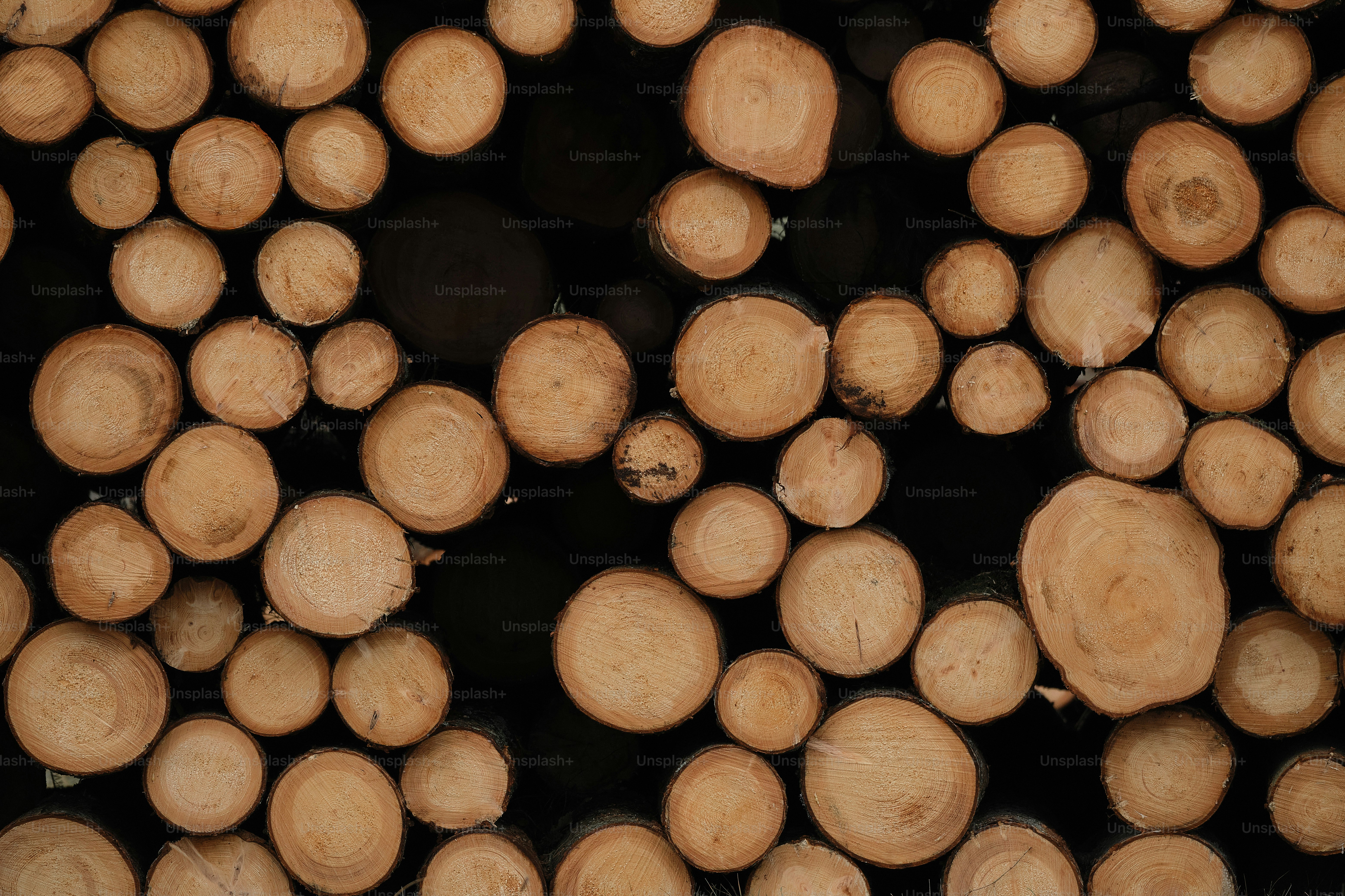 1000+ Log Pictures | Download Free Images on Unsplash