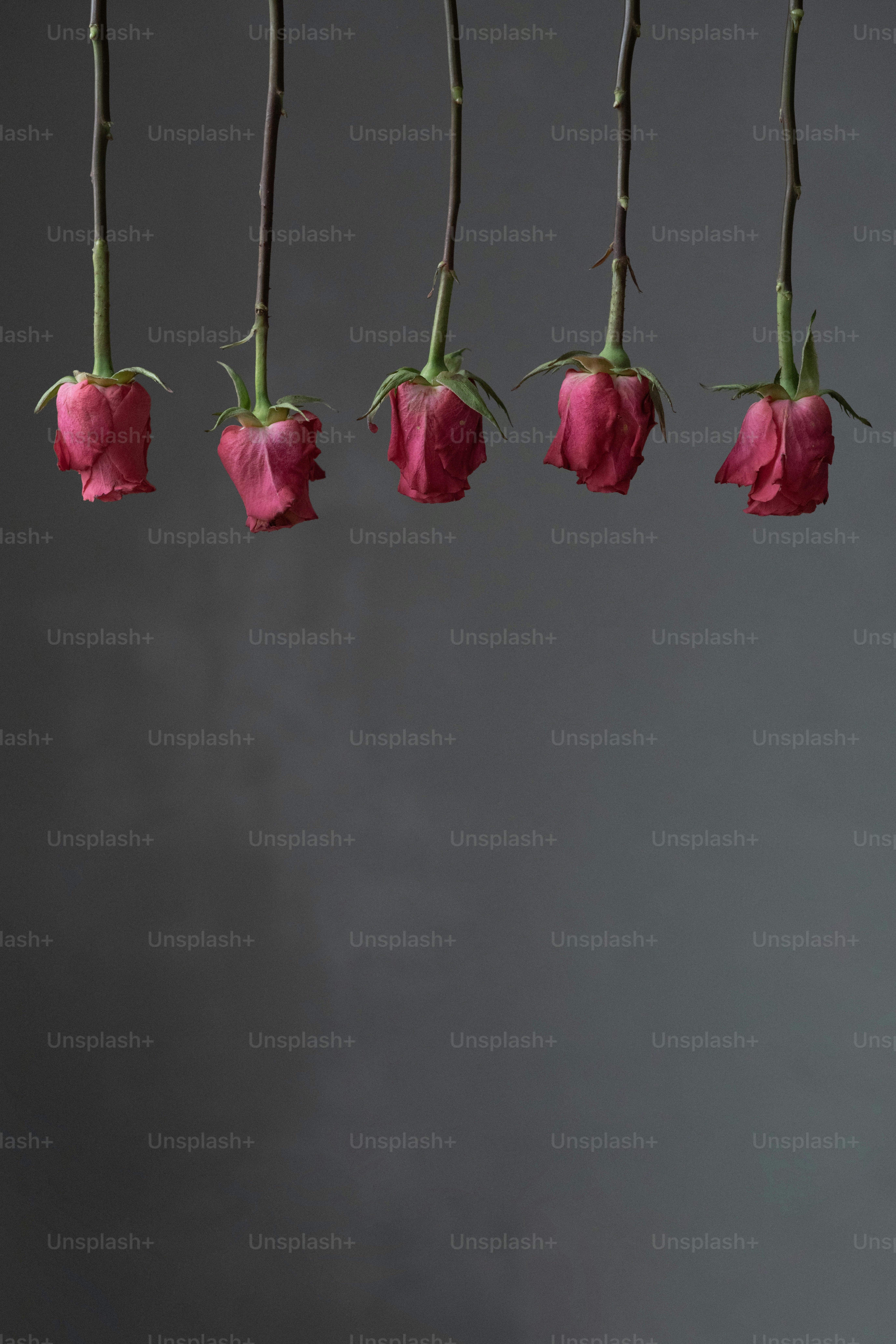 Un ramo de rosas rosadas colgando de una línea foto – Imagen de Flores ...