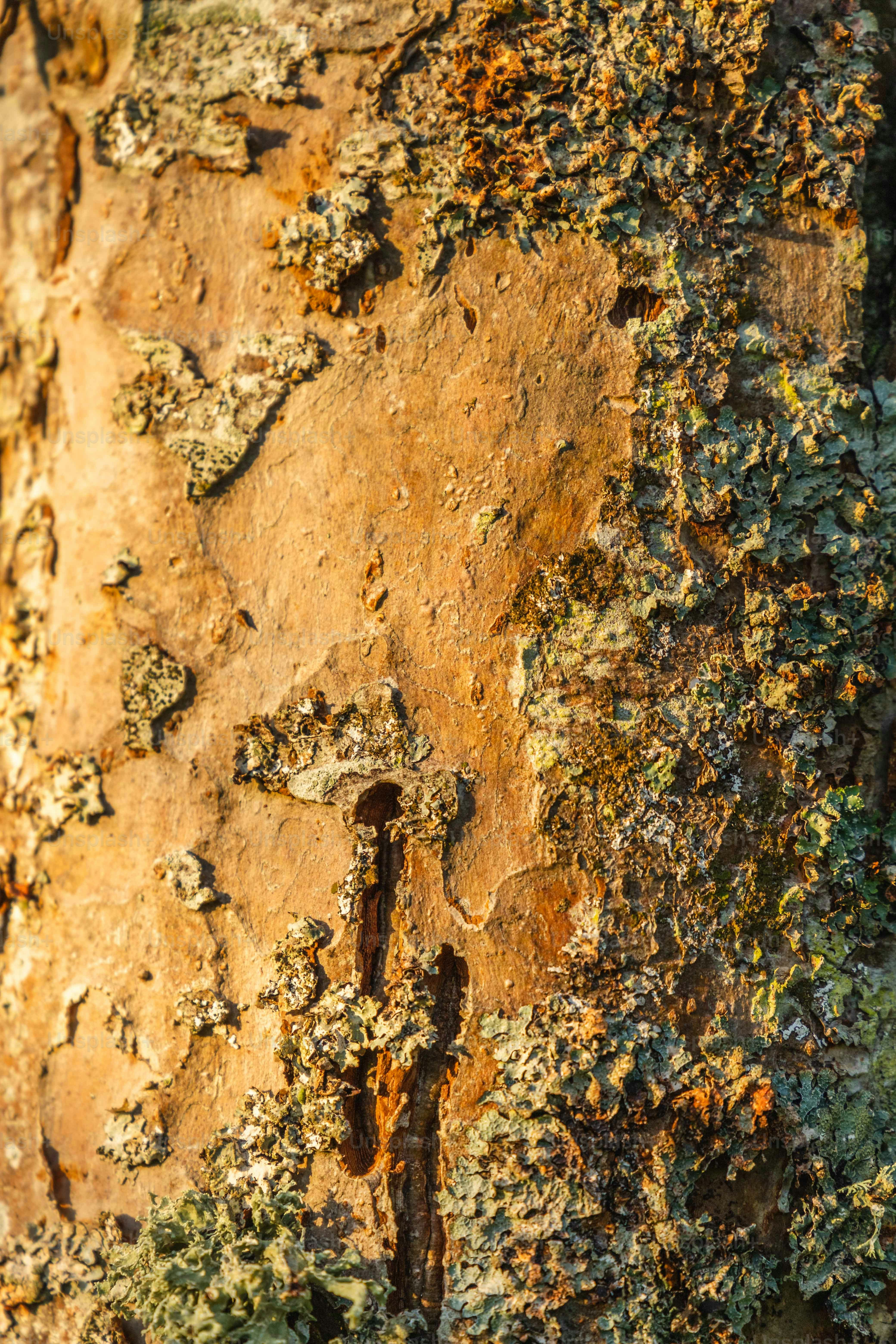 Nature Close Up Pictures [HQ] | Download Free Images on Unsplash