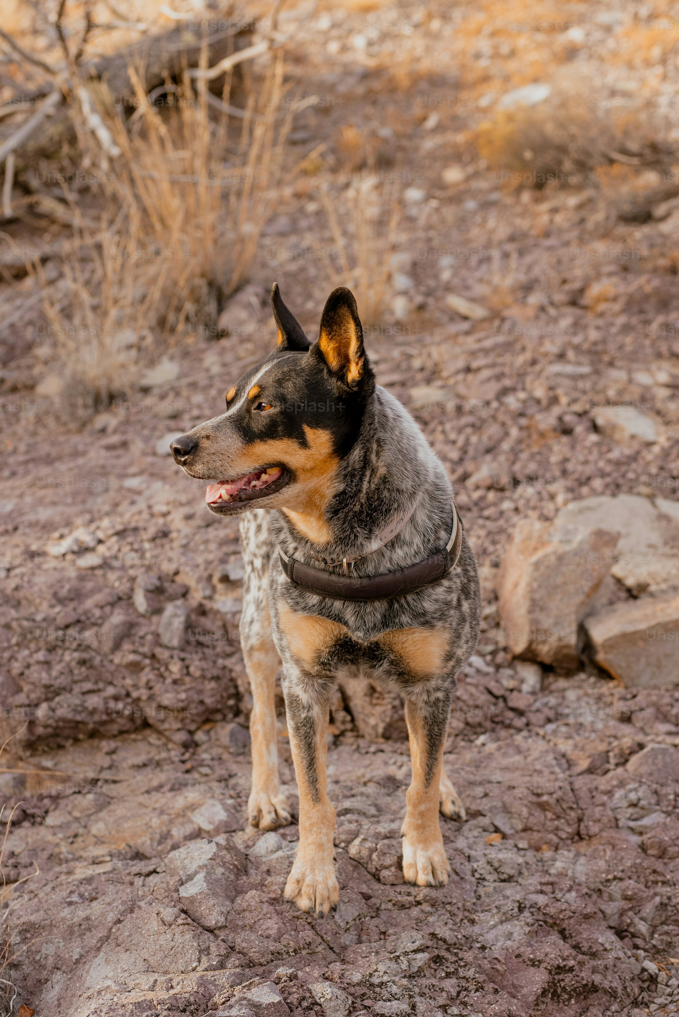 A dog standing on top of a dirt field photo – Beautiful dog Image on ...
