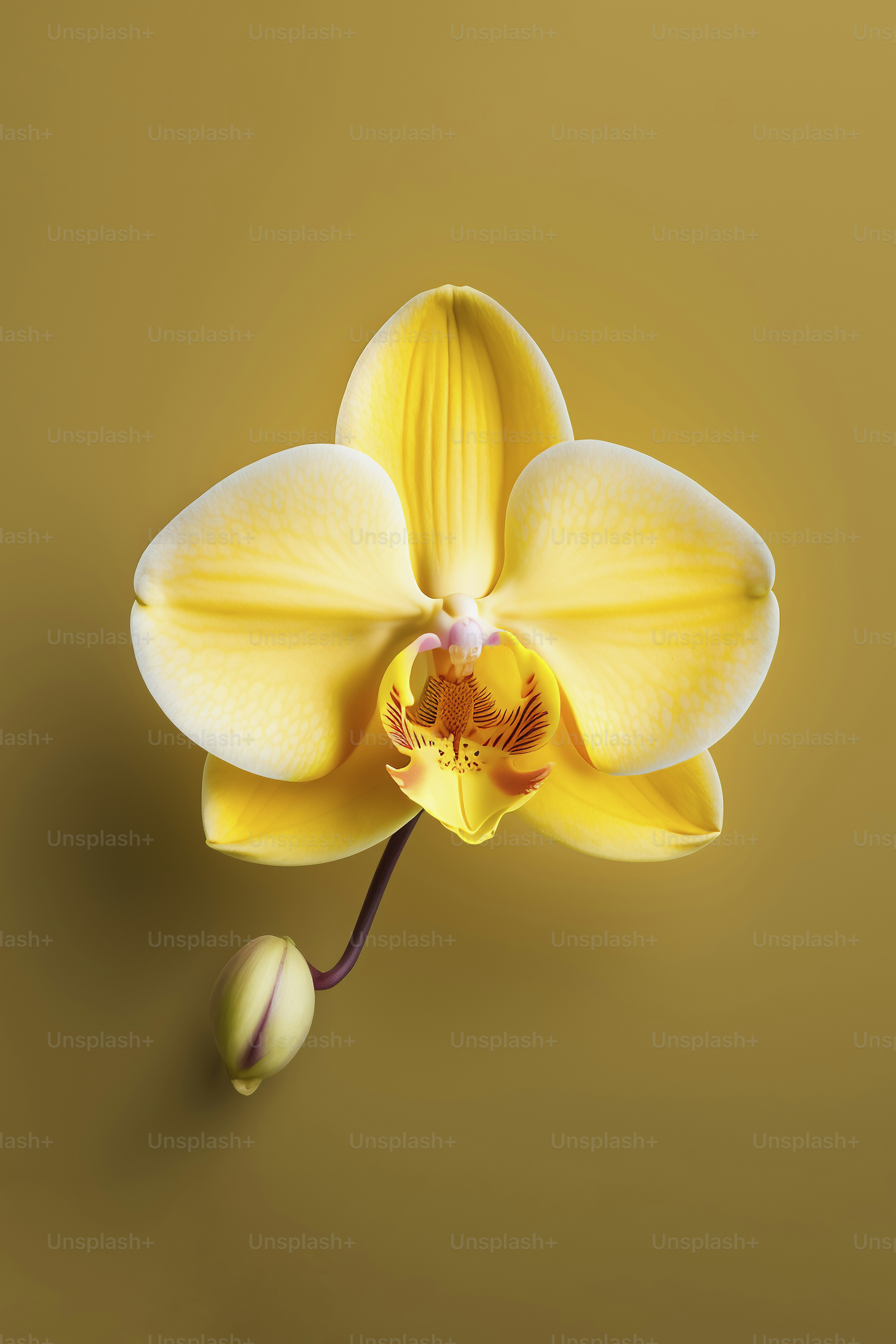 A single yellow flower on a brown background photo – Flower Image on ...