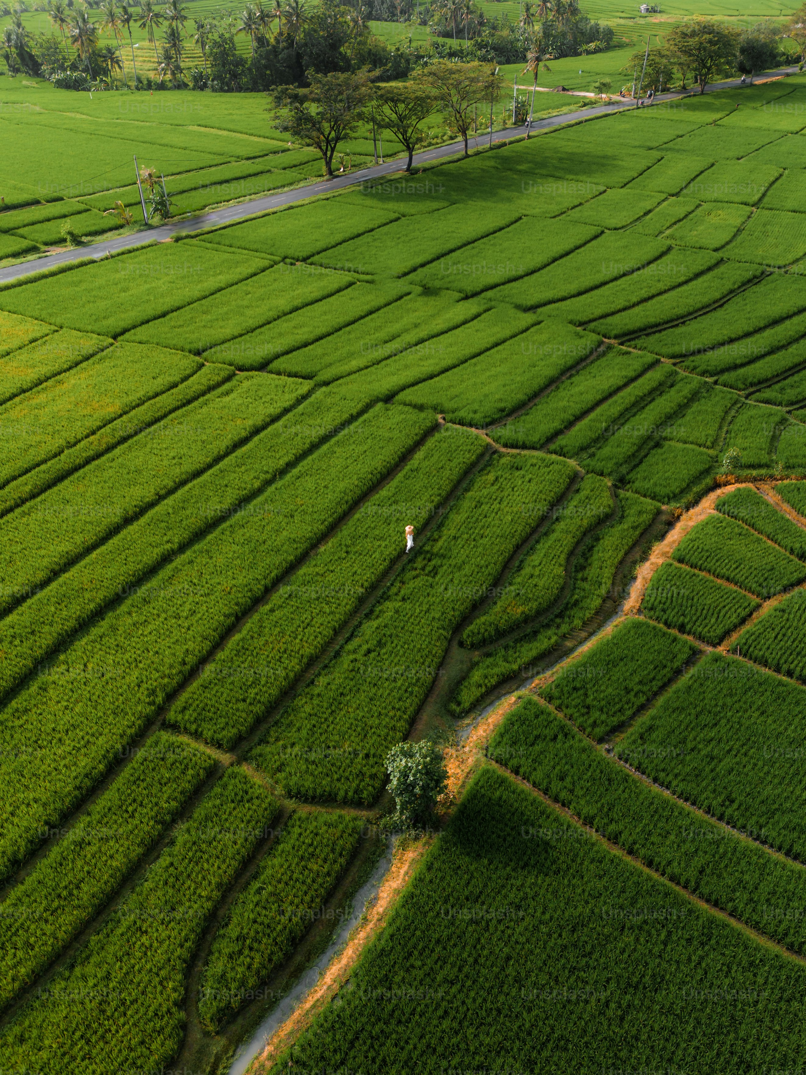 An aerial view of a lush green field photo – Bali Image on Unsplash