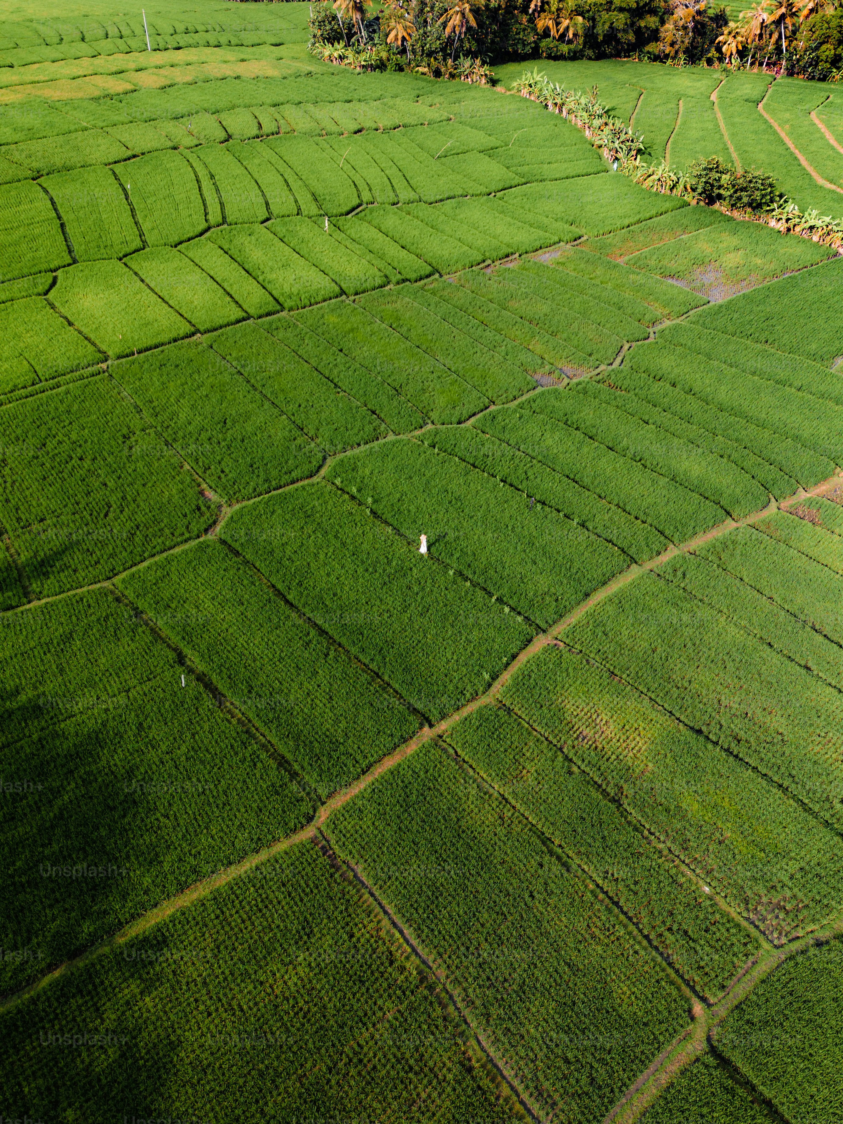 Rice Field Pictures [HD] | Download Free Images on Unsplash