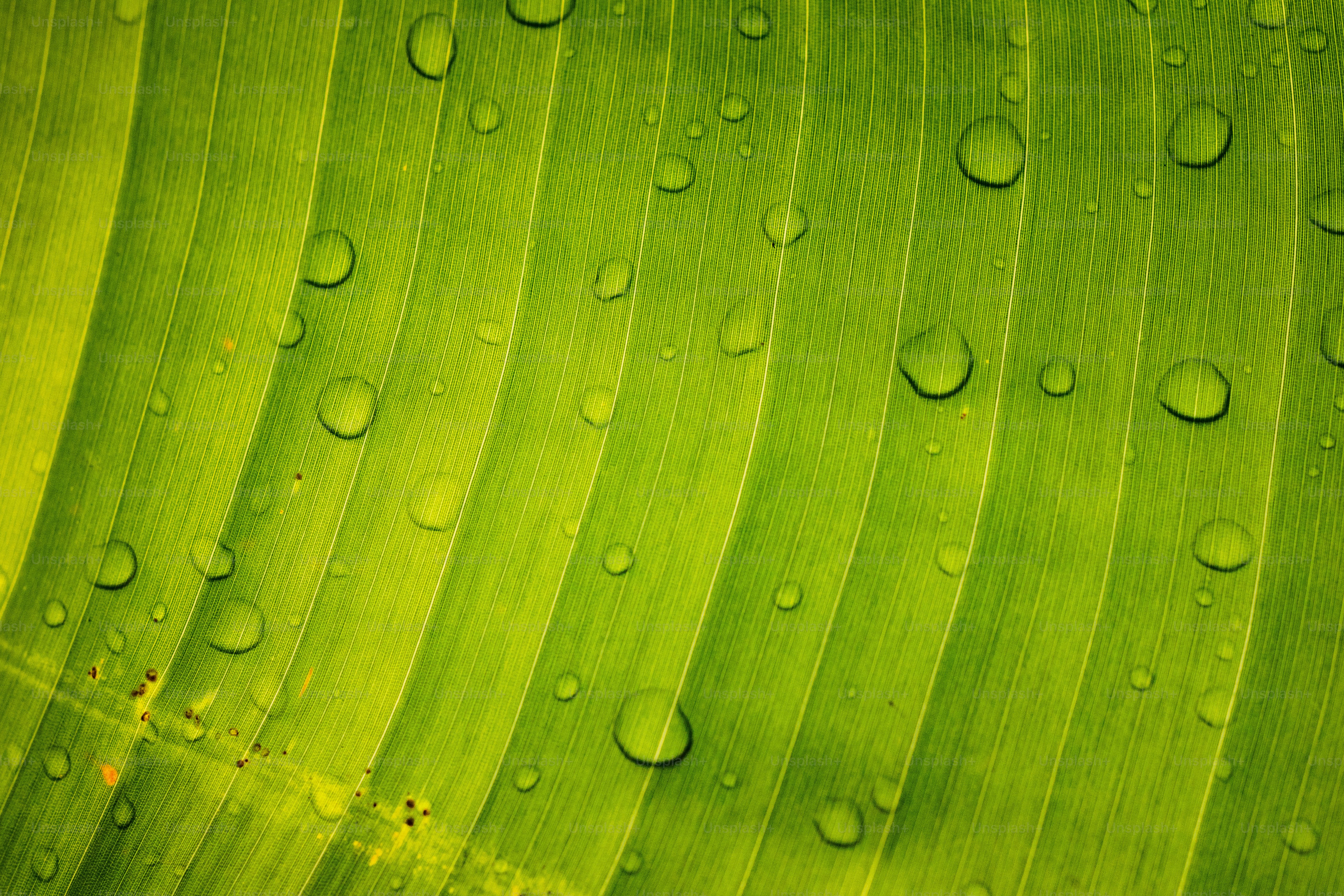 Water Leaf Pictures | Download Free Images on Unsplash