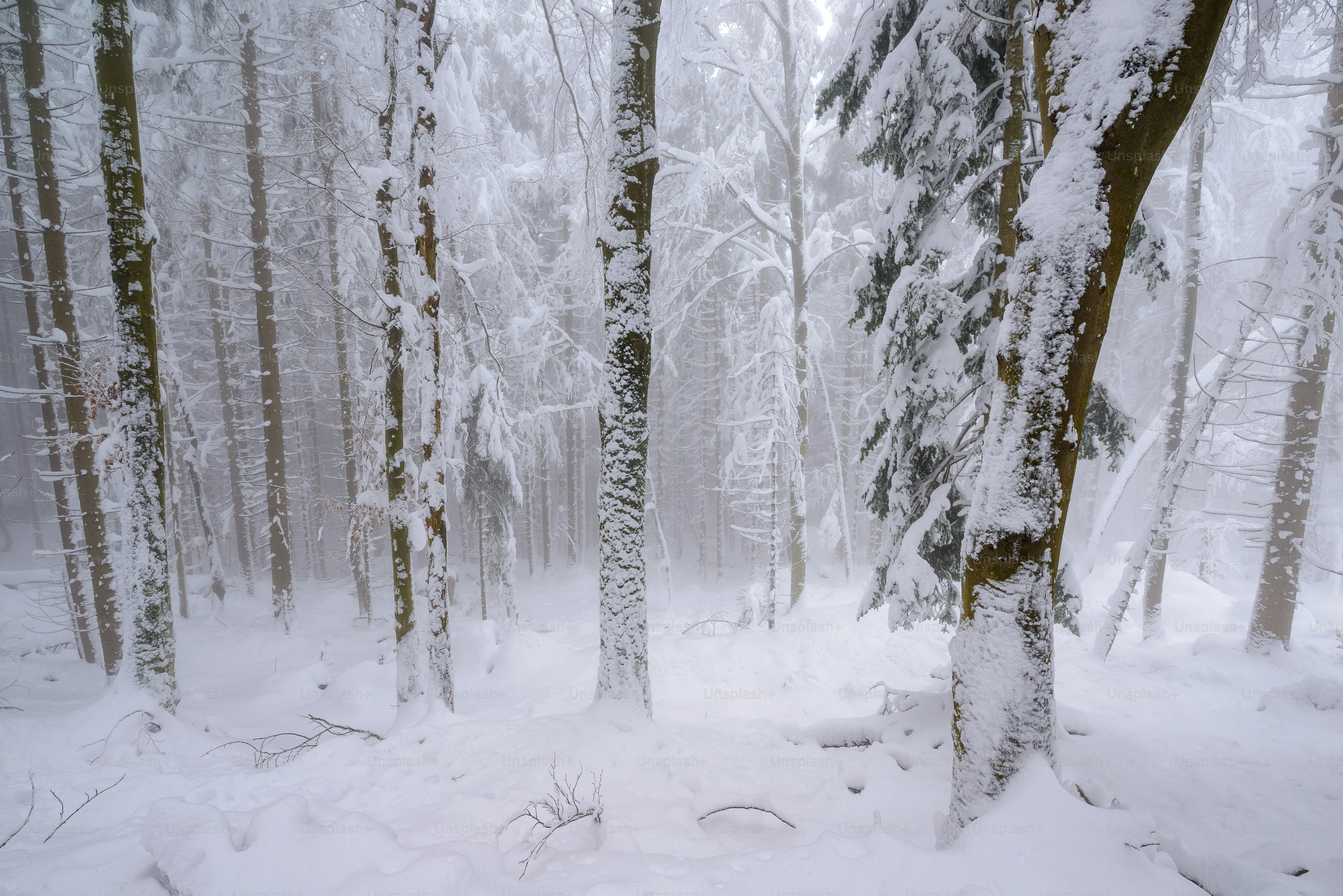 A snow covered forest filled with lots of trees photo – Nature Image on ...