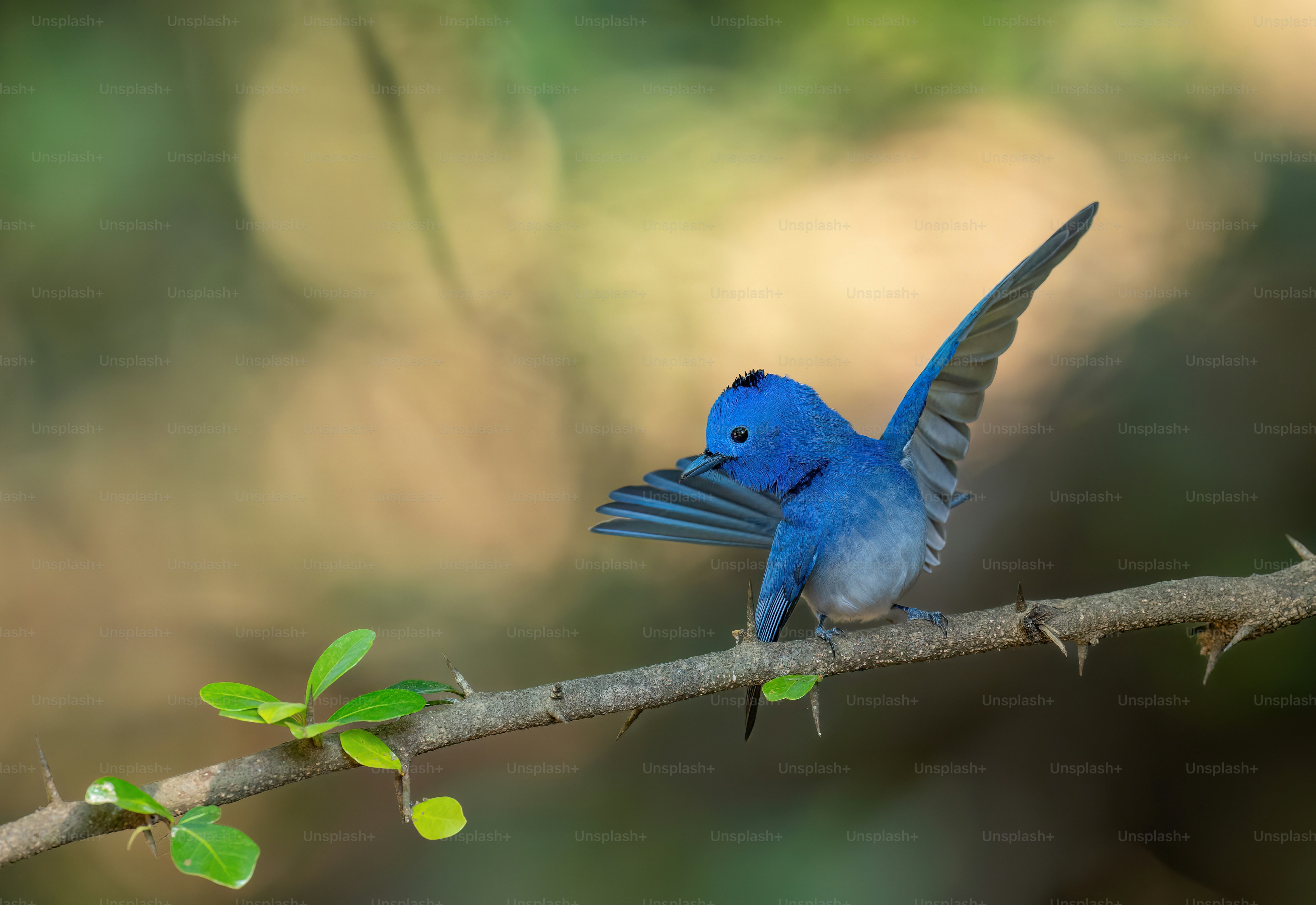 A small blue bird perched on a branch photo – Bluebird Image on Unsplash