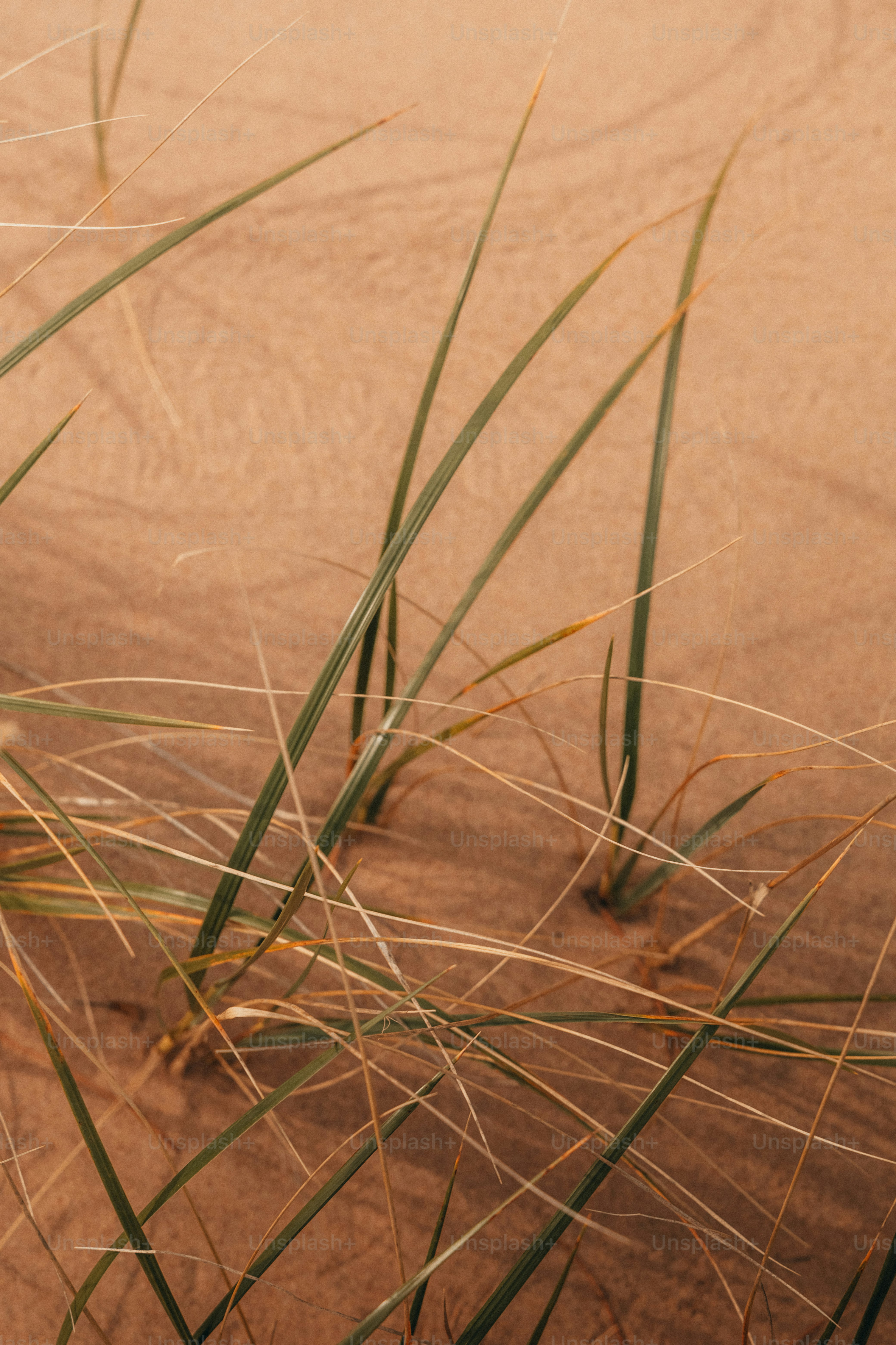A close up of some grass in the sand photo – Outdoors Image on Unsplash