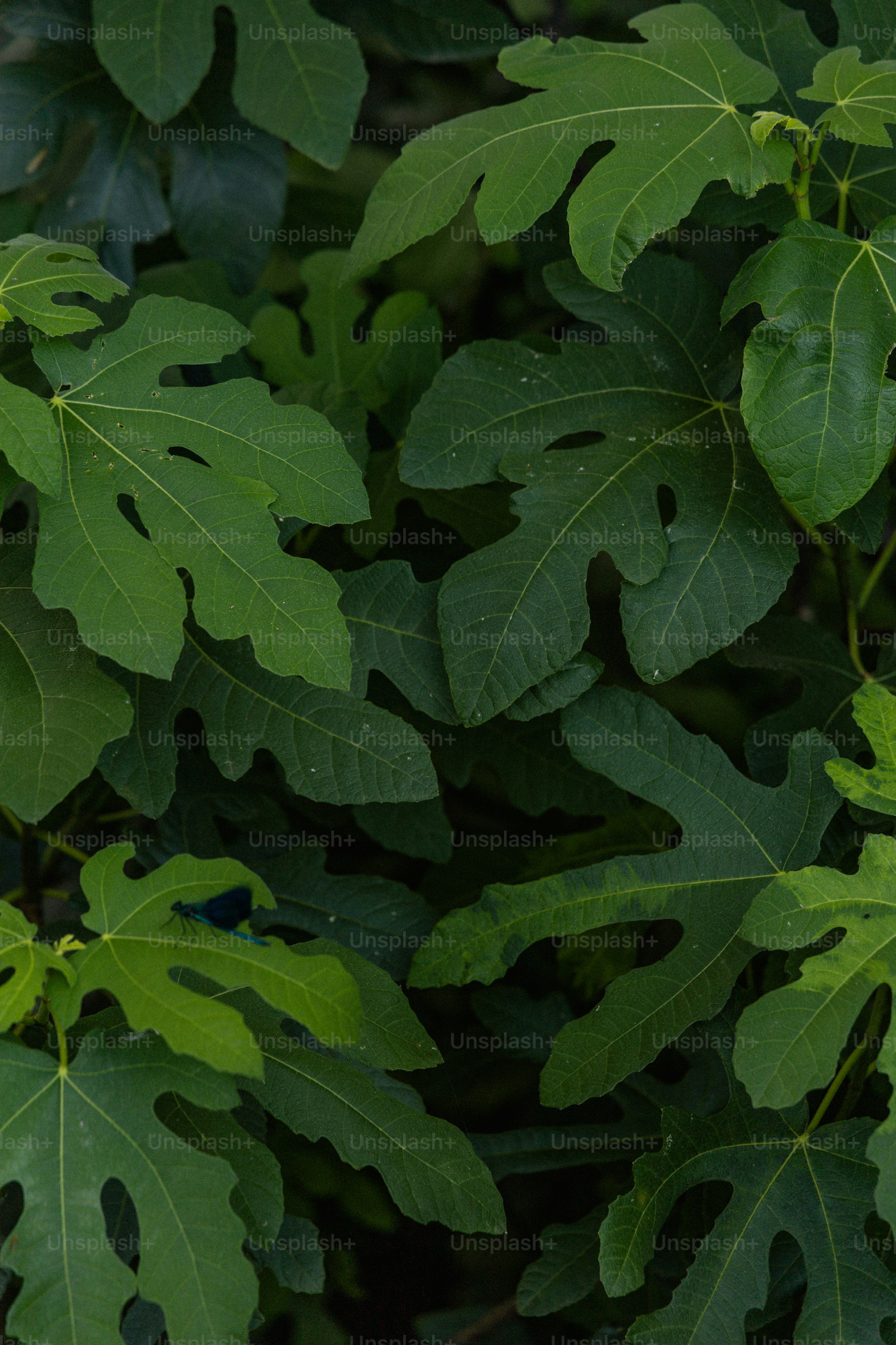 A bunch of leaves that are on a tree photo – Leaves Image on Unsplash