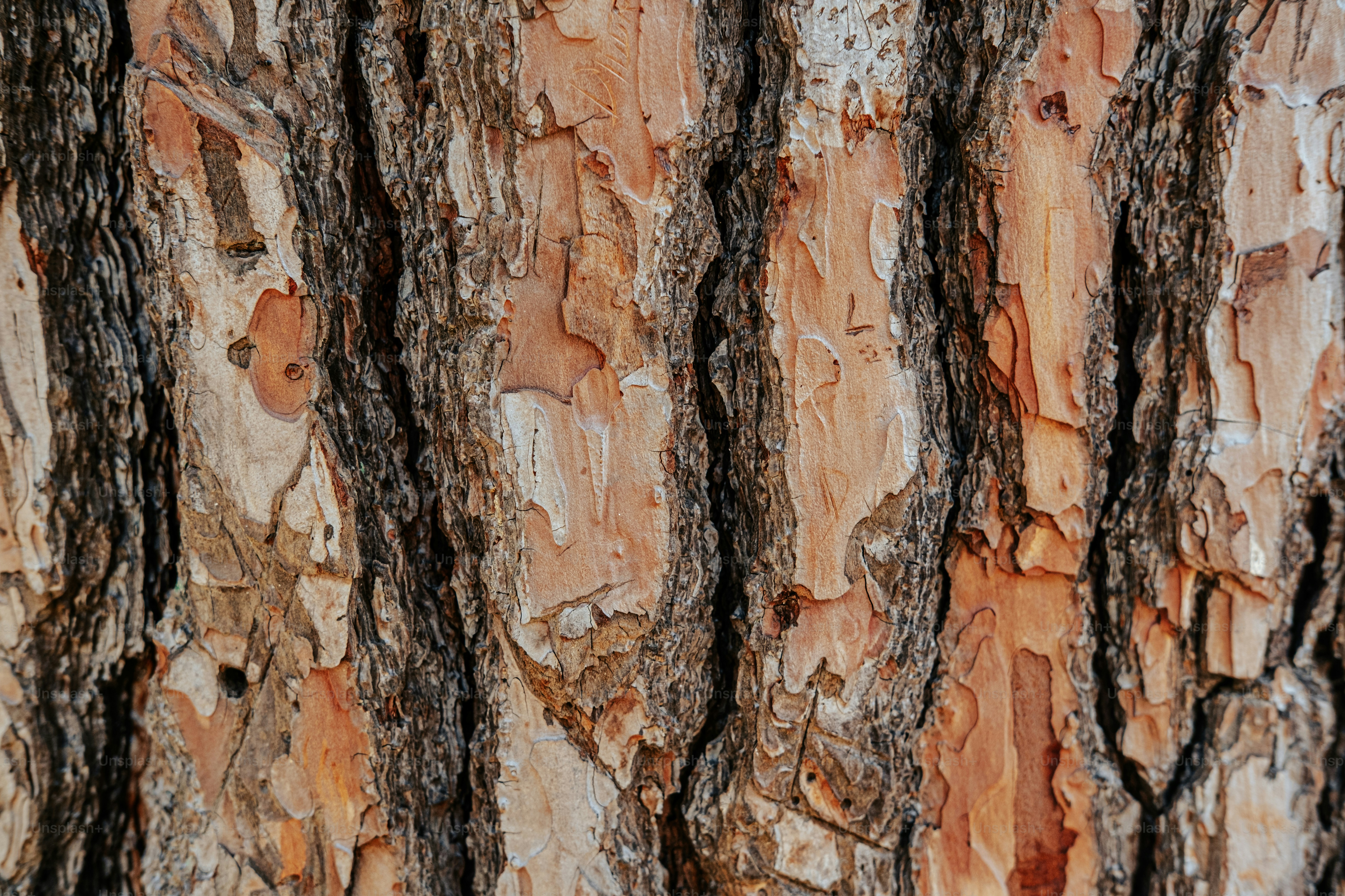 A close up of a tree bark texture photo – Outdoors Image on Unsplash