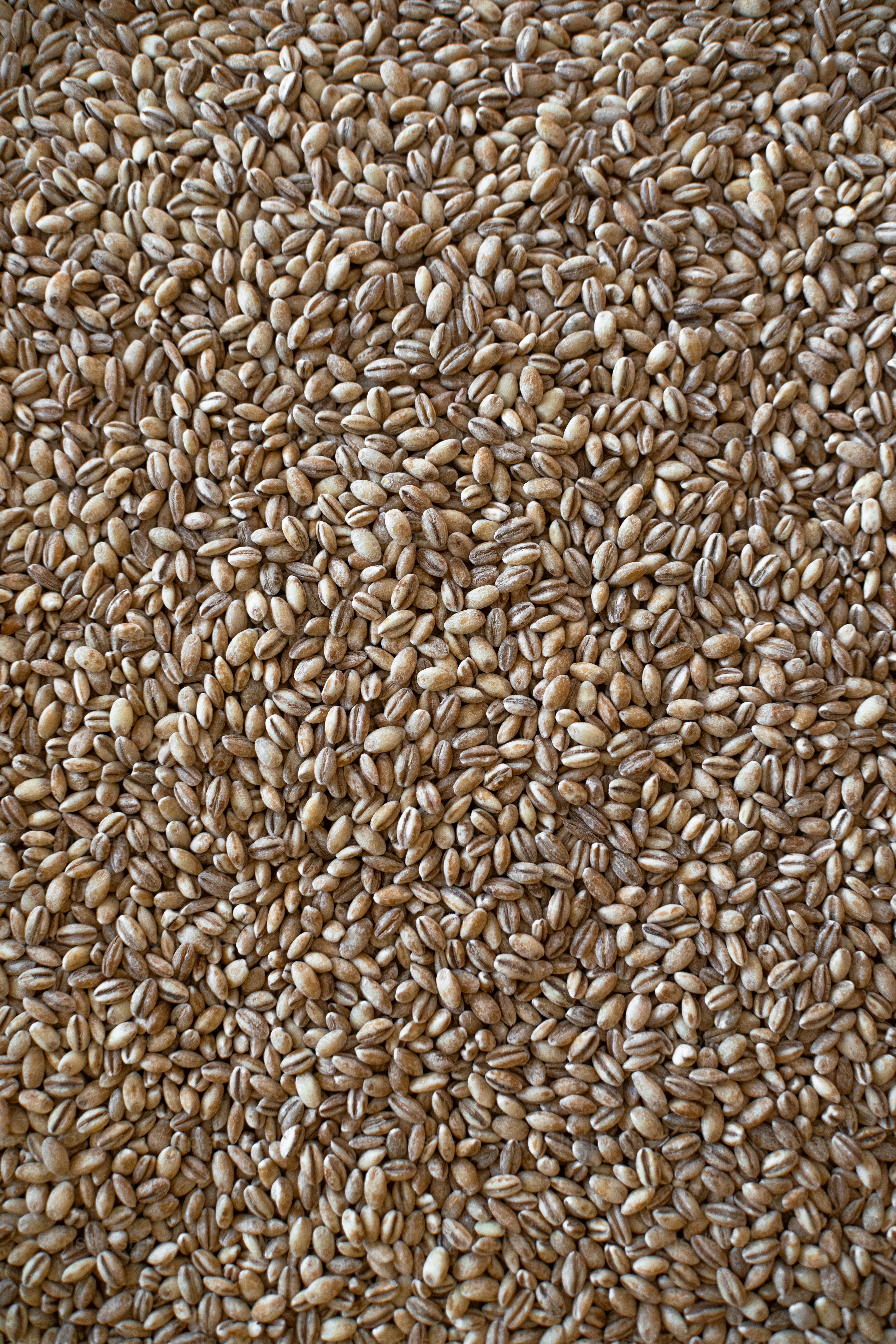 A close up of a bunch of seeds photo – Pattern Image on Unsplash