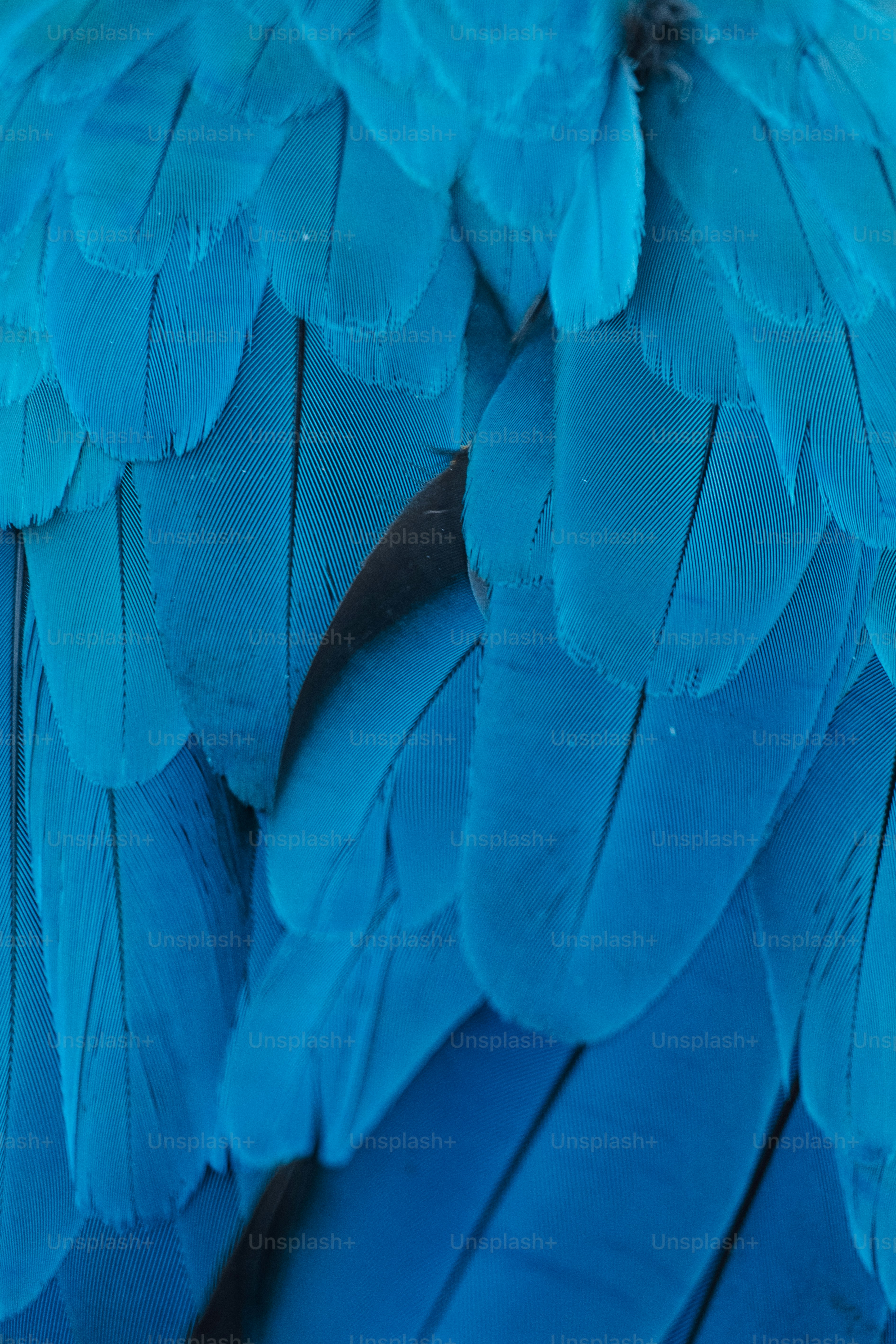 Imagenes De Color Azul