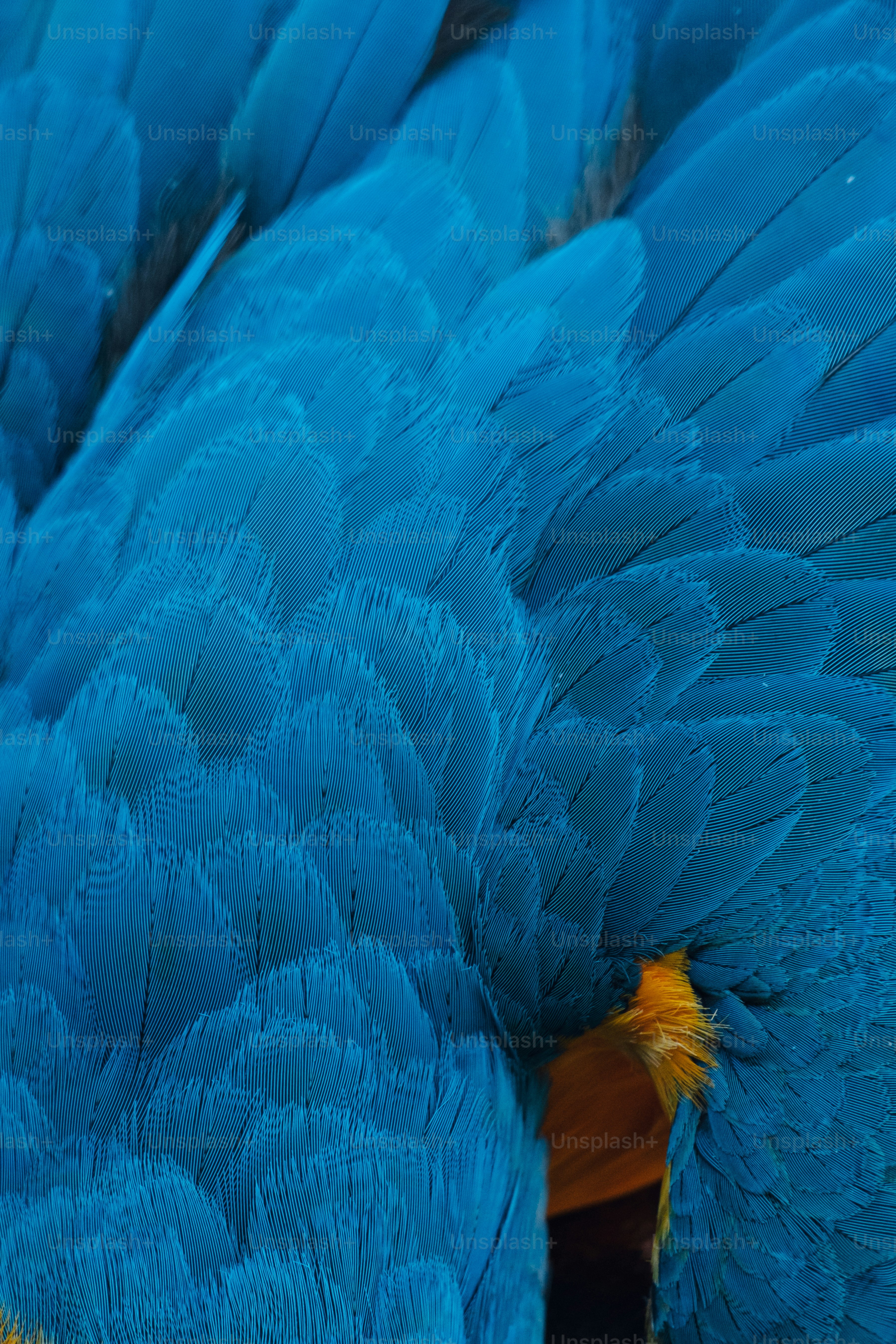 A close up of a blue bird's feathers photo – Blue color Image on Unsplash