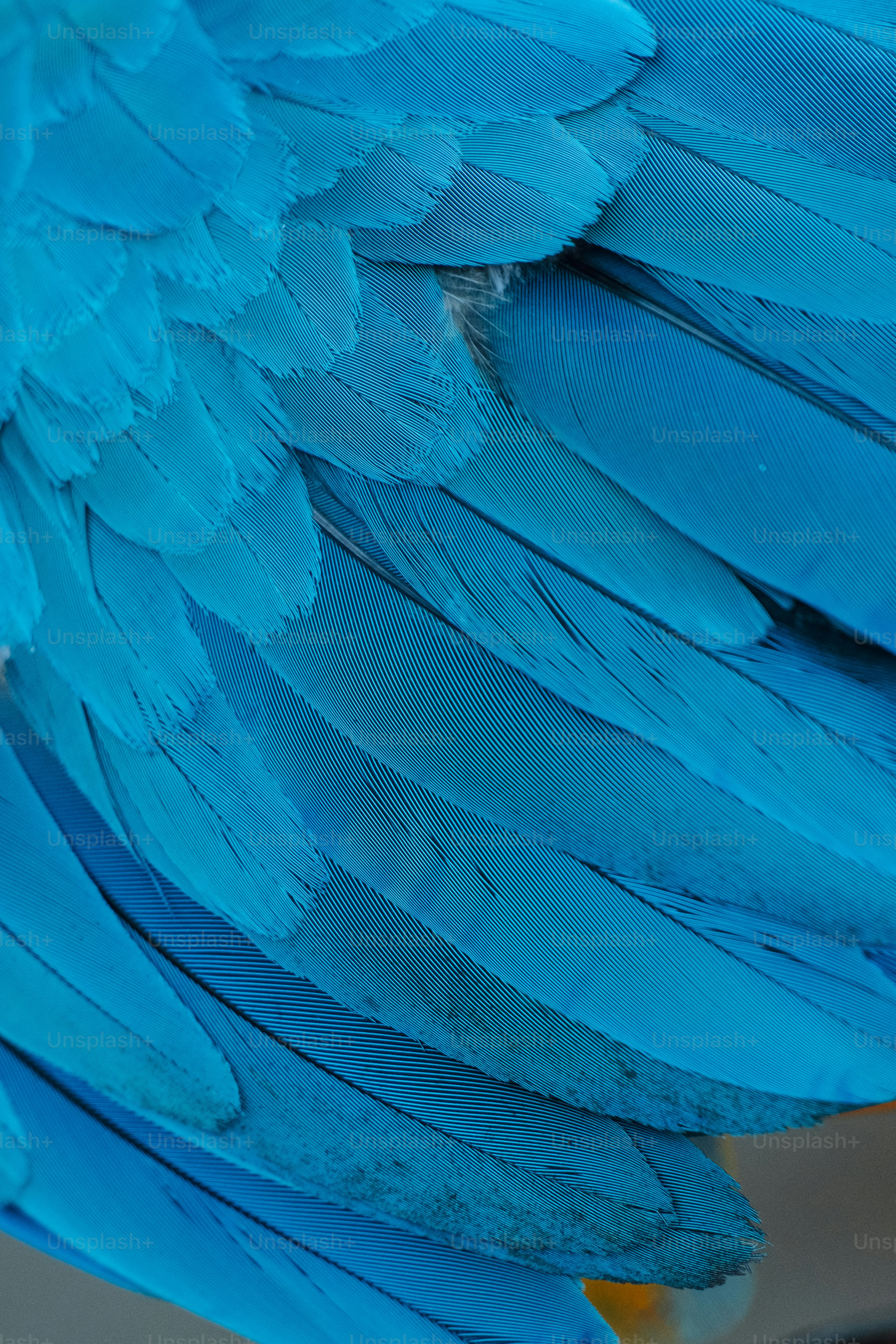 A close up of a blue bird's feathers photo – Blue color Image on Unsplash