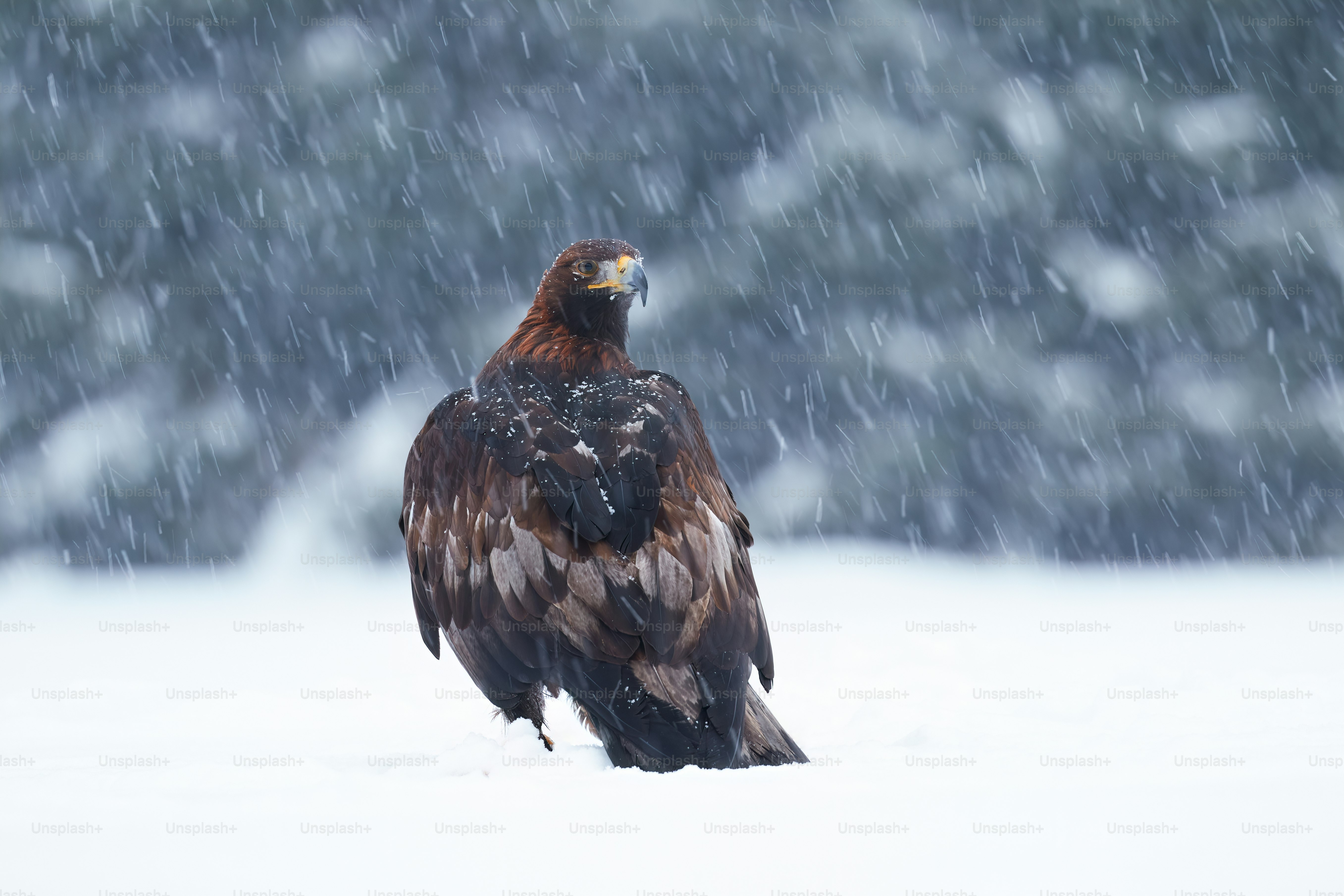 A large bird of prey standing in the snow photo – Eagle Image on Unsplash