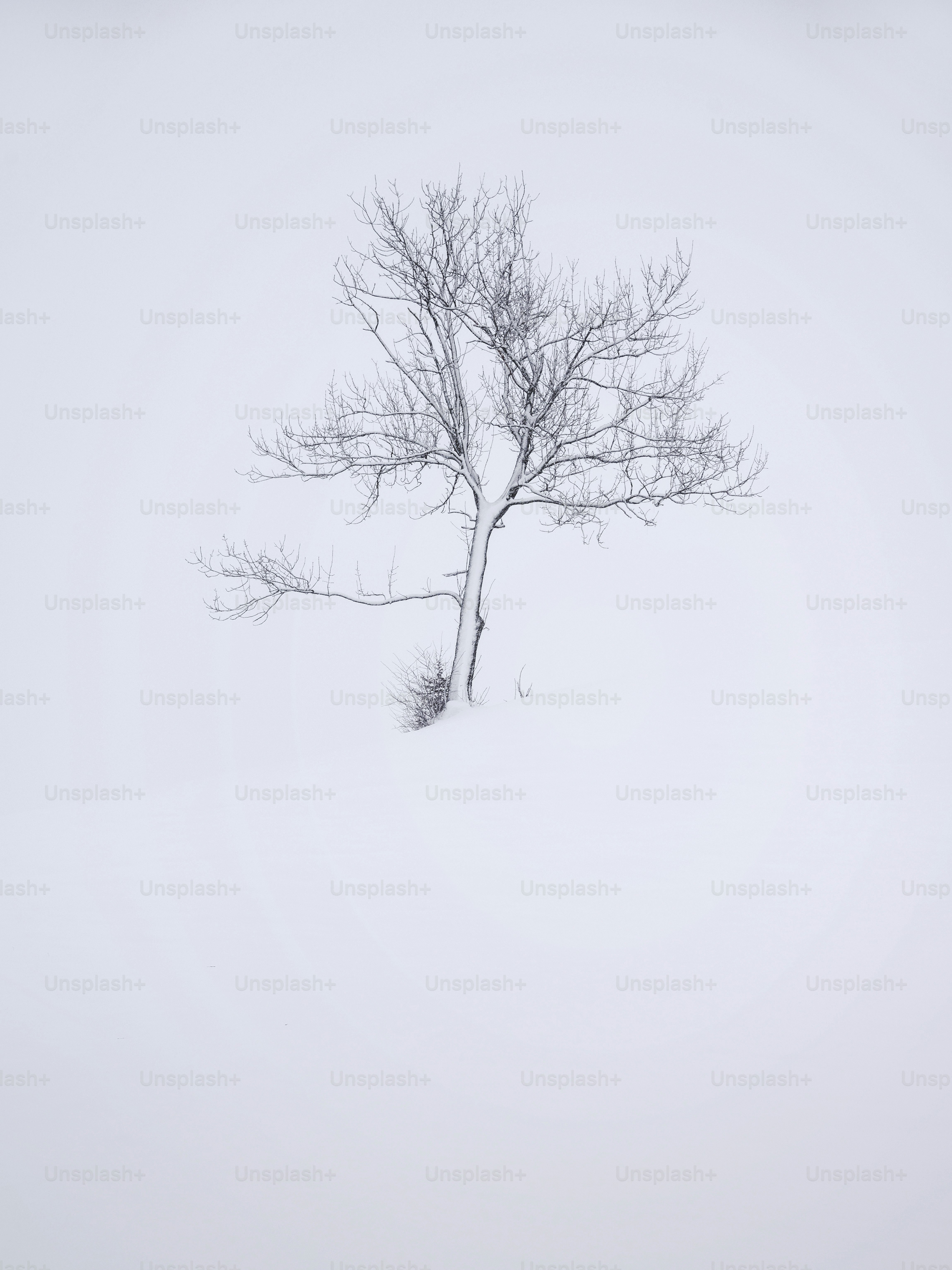 A lone tree in the middle of a snowy field photo – Snow scene Image on ...