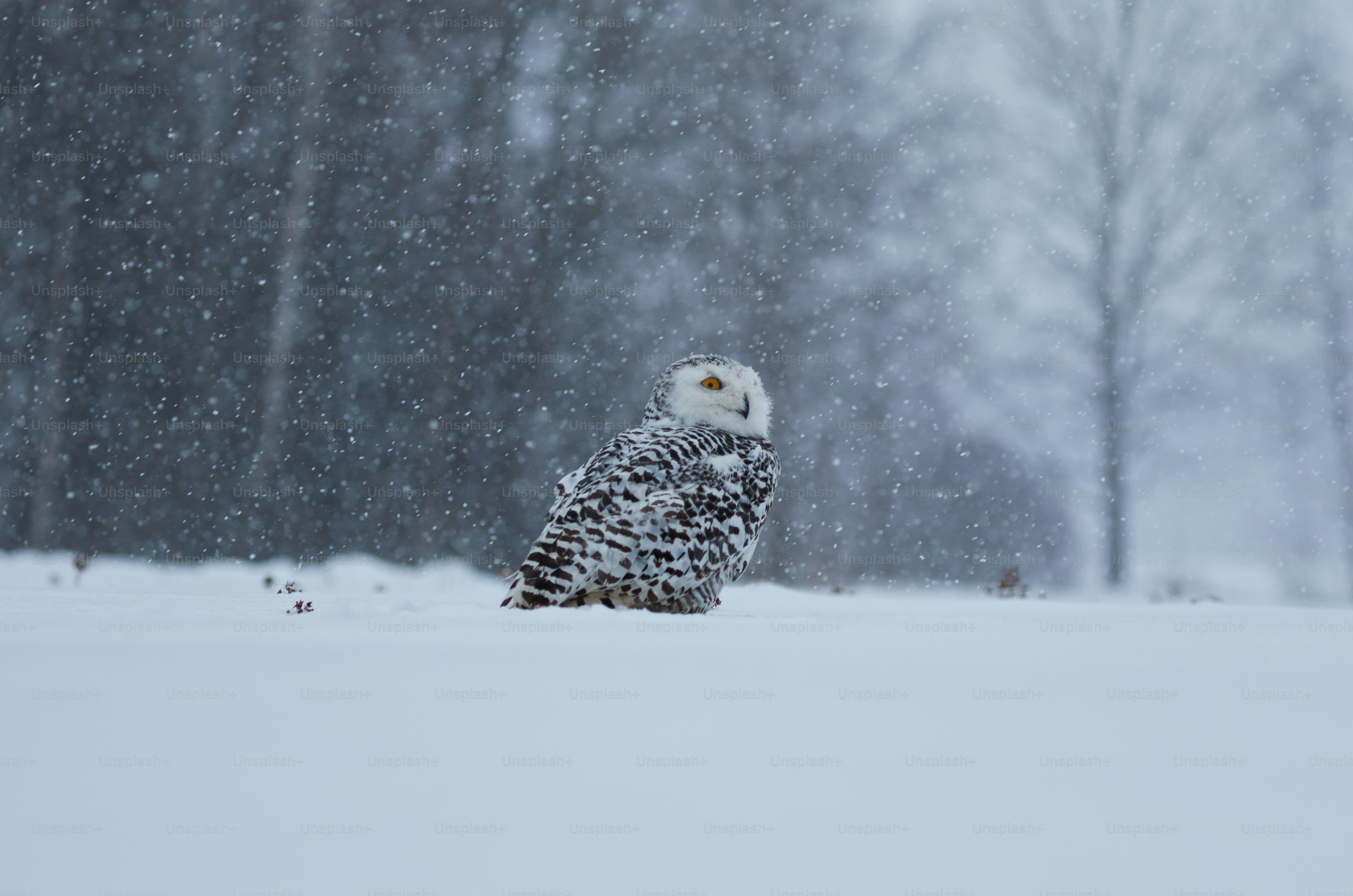 A snowy owl is sitting in the snow photo – Winter Image on Unsplash