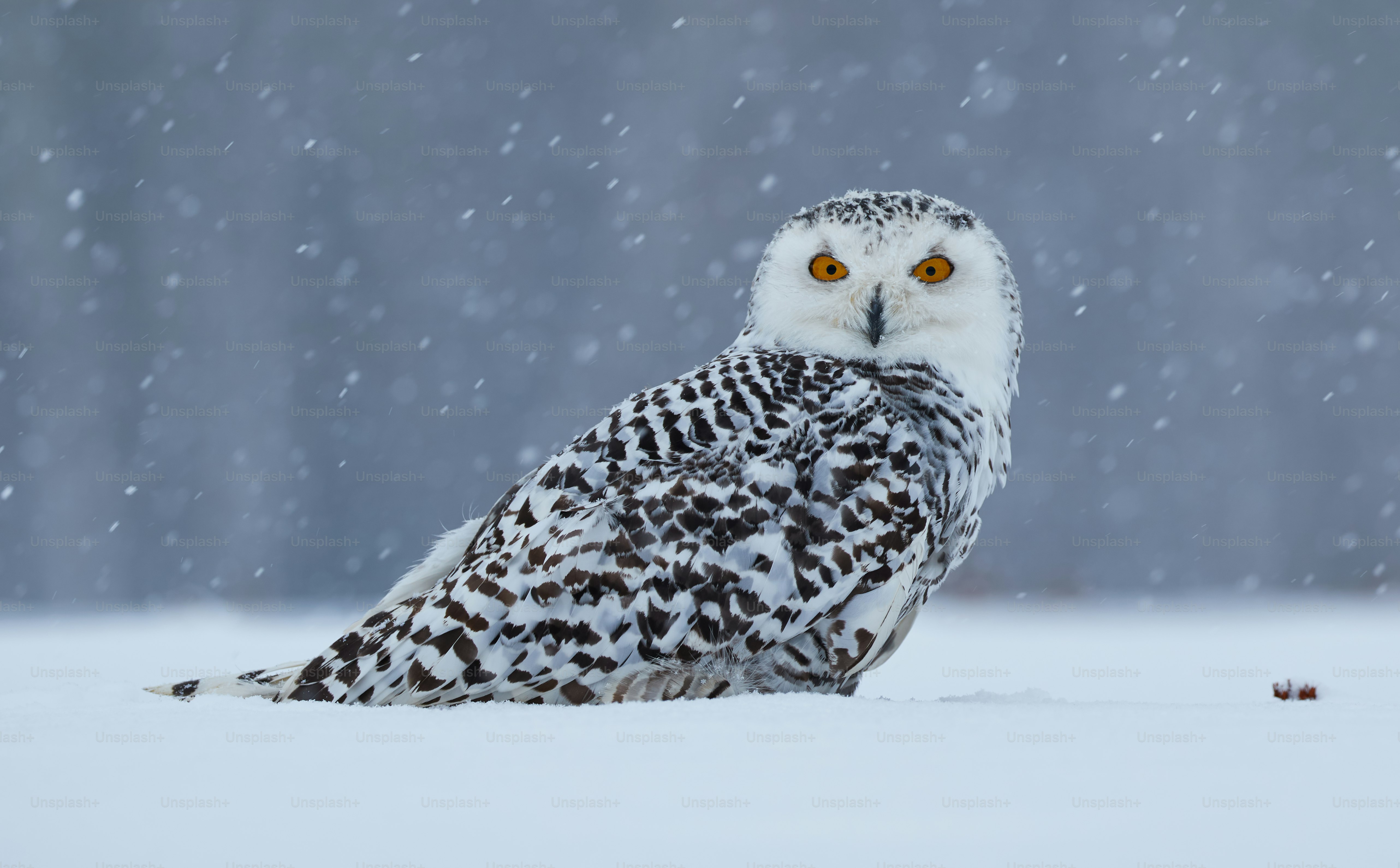 A snowy owl is sitting in the snow photo – Cute owl Image on Unsplash