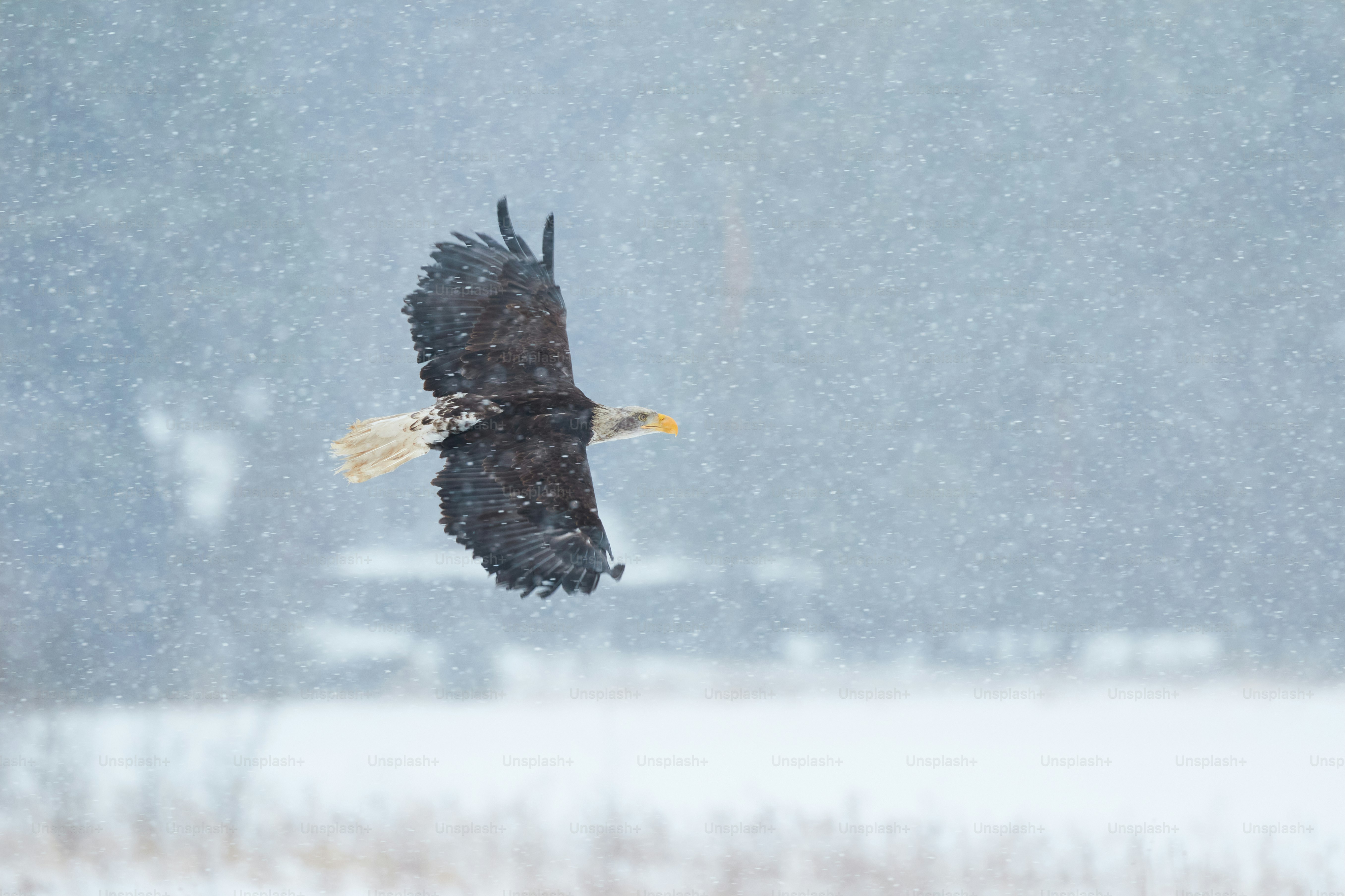 A bald eagle flying through a snow storm photo – Wallpaper Image on ...
