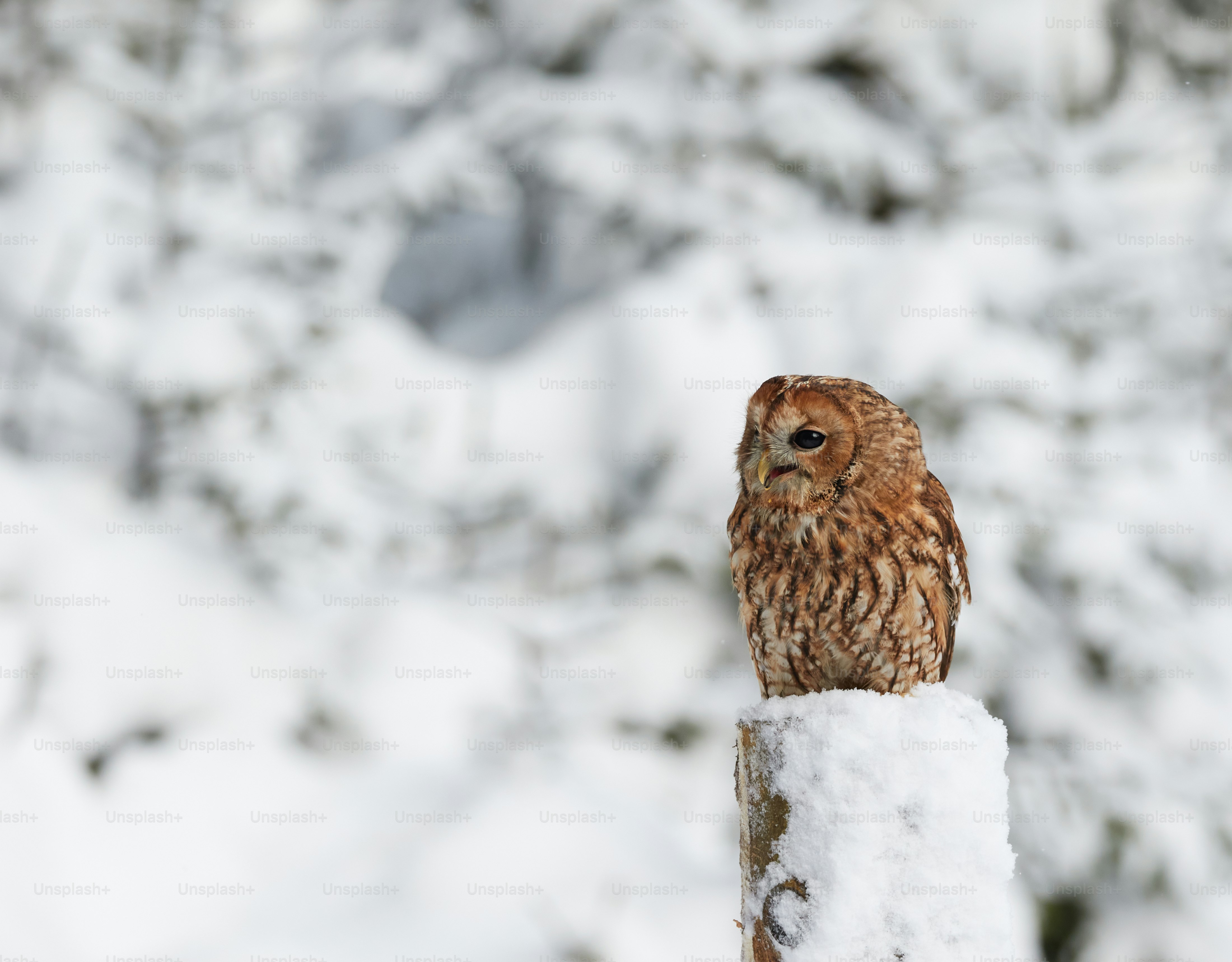 A snowy owl is sitting in the snow photo – Winter Image on Unsplash