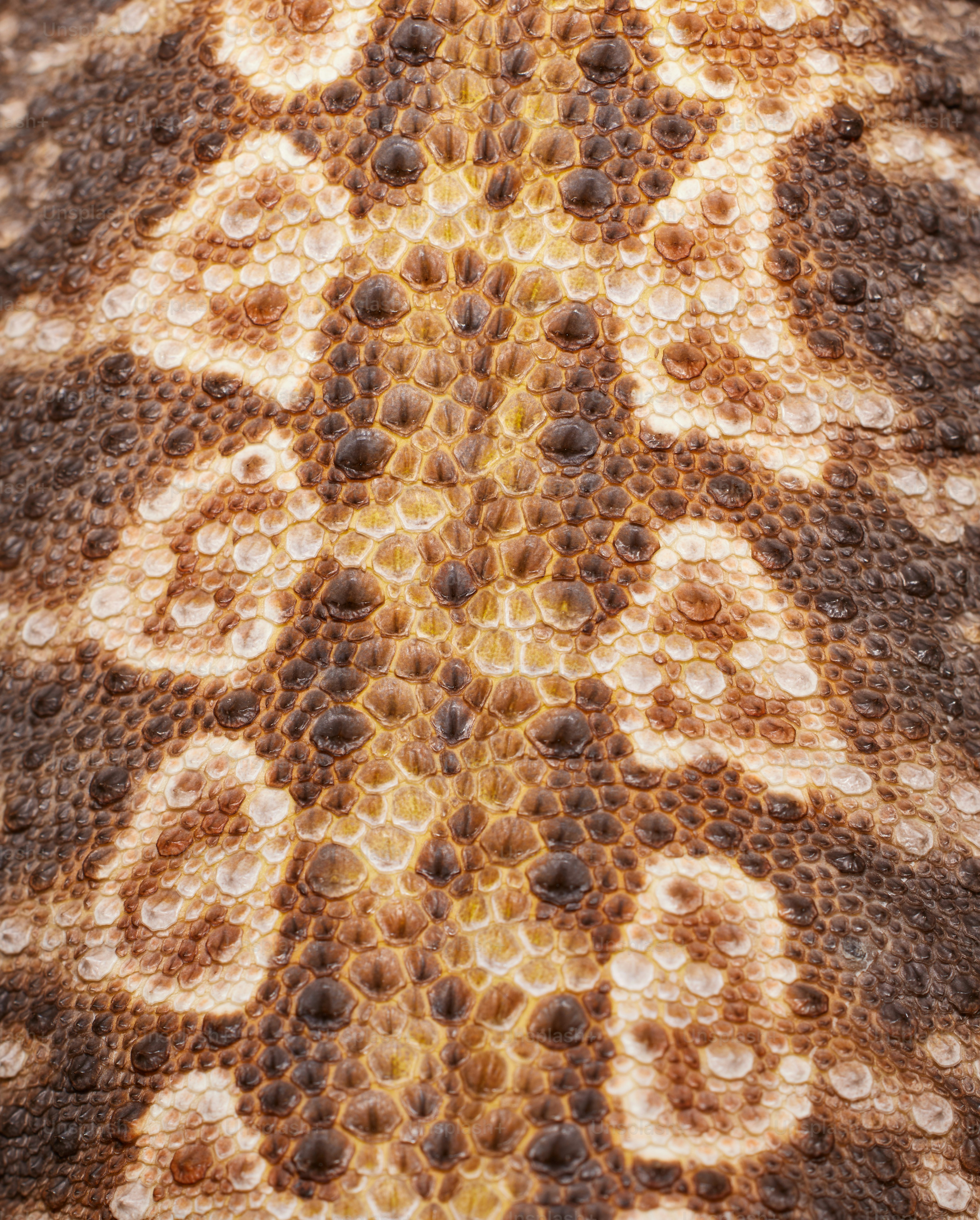 A close up of a pattern on a piece of cloth photo – Scales Image on ...