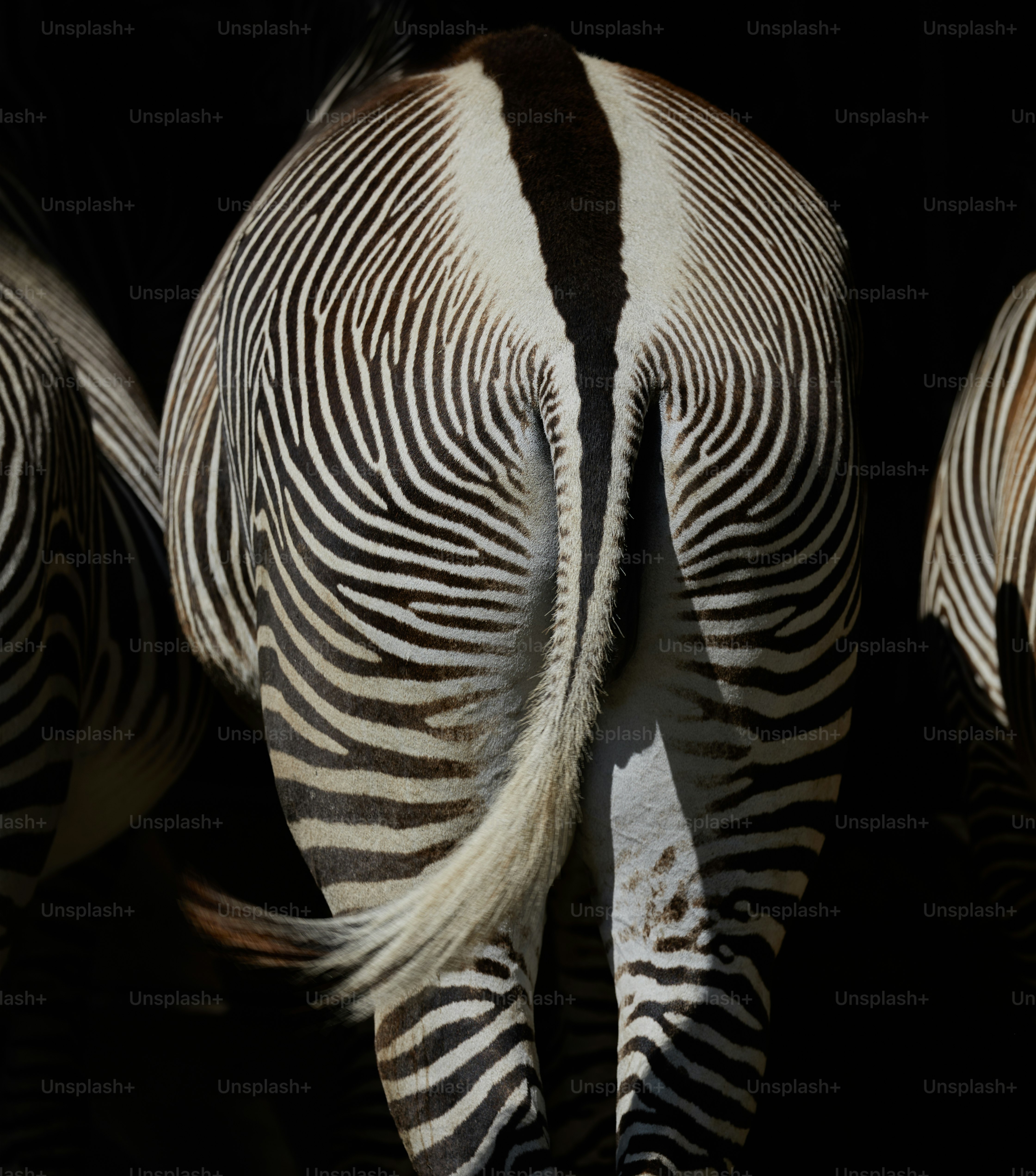 A close up of a zebra's rear end photo – Animals Image on Unsplash