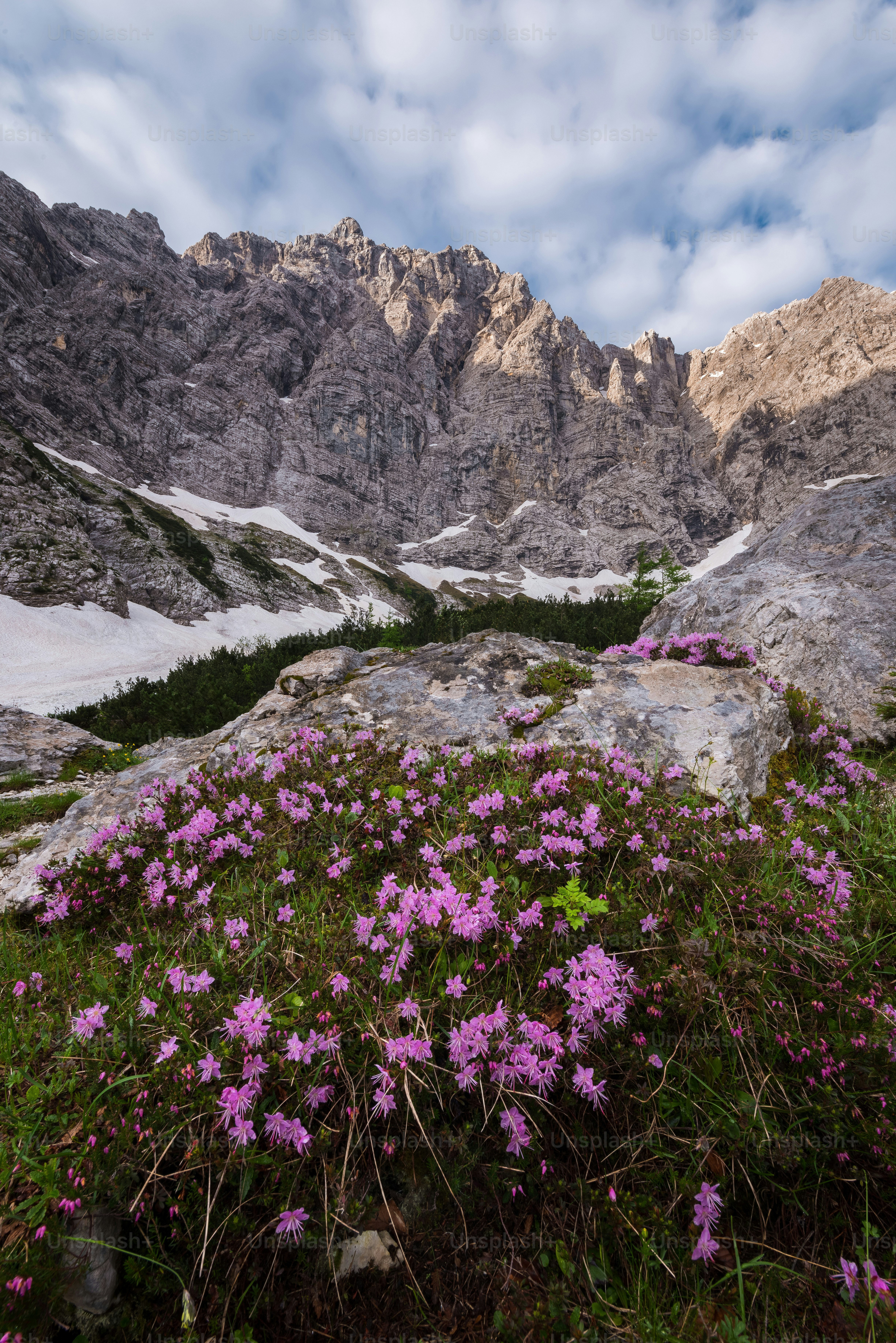 Purple flowers growing on the side of a mountain photo – Flower gardens ...
