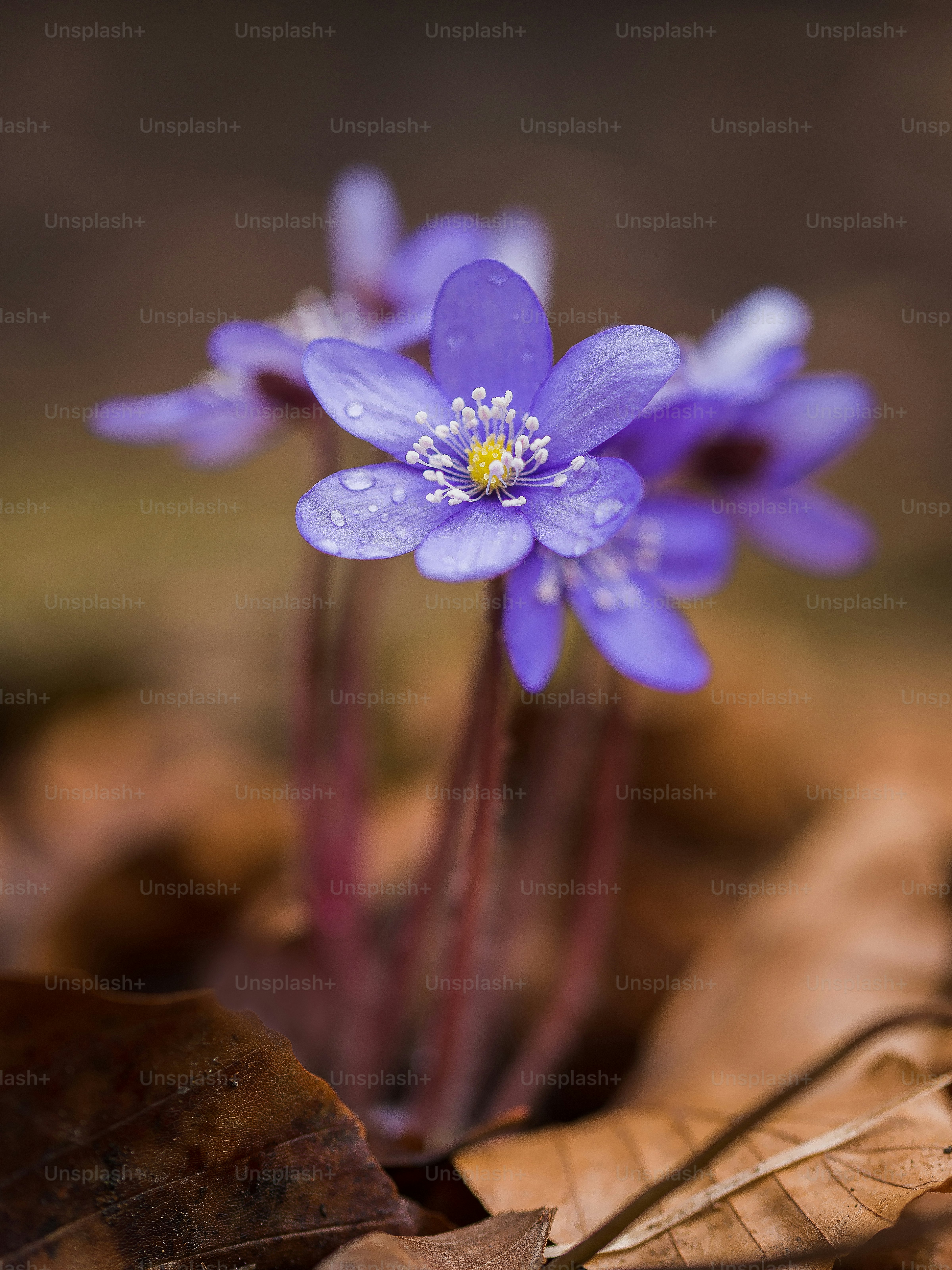 500+ Violet Pictures | Download Free Images on Unsplash