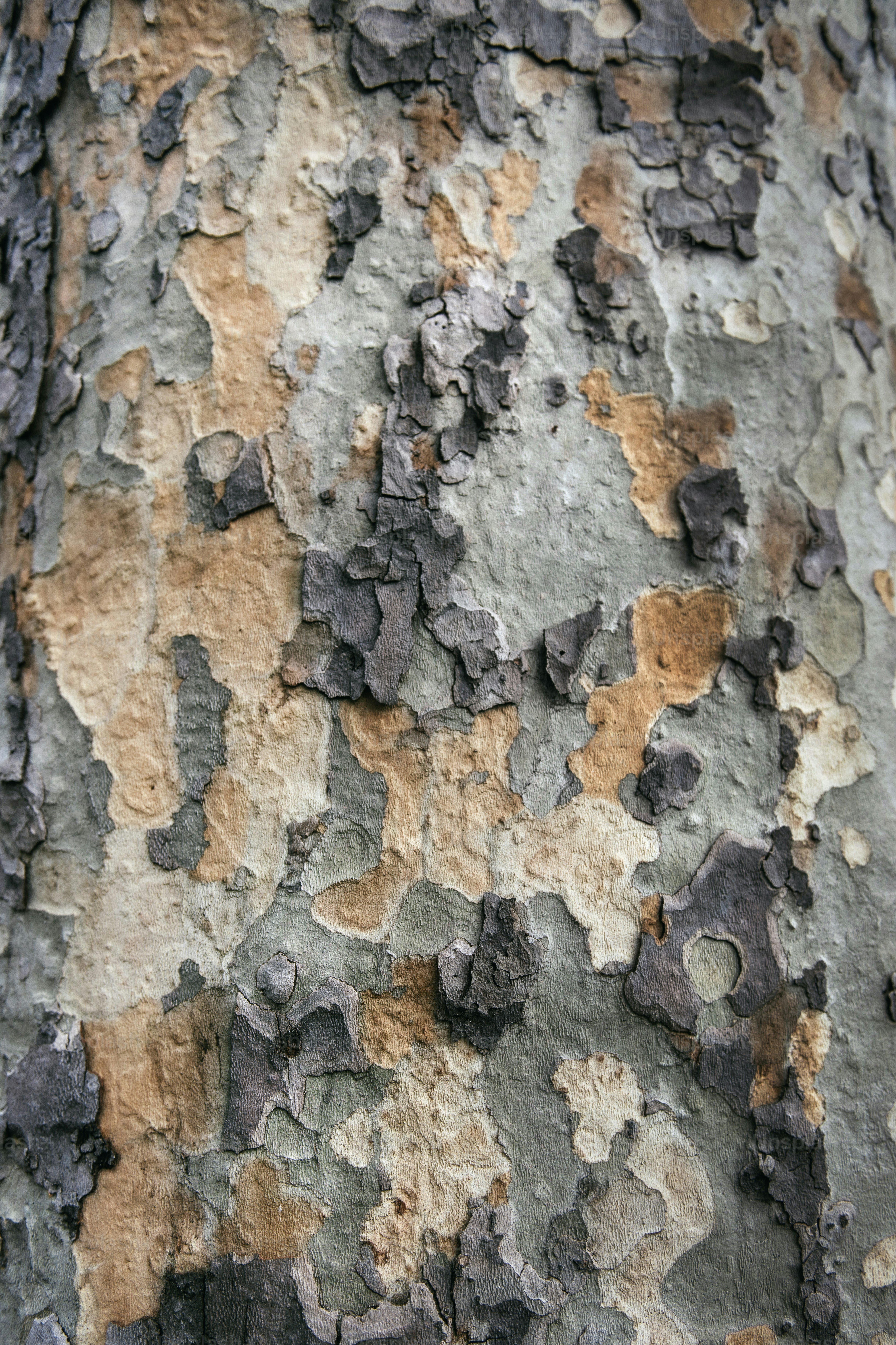 A close up view of a tree trunk photo – Nature Image on Unsplash