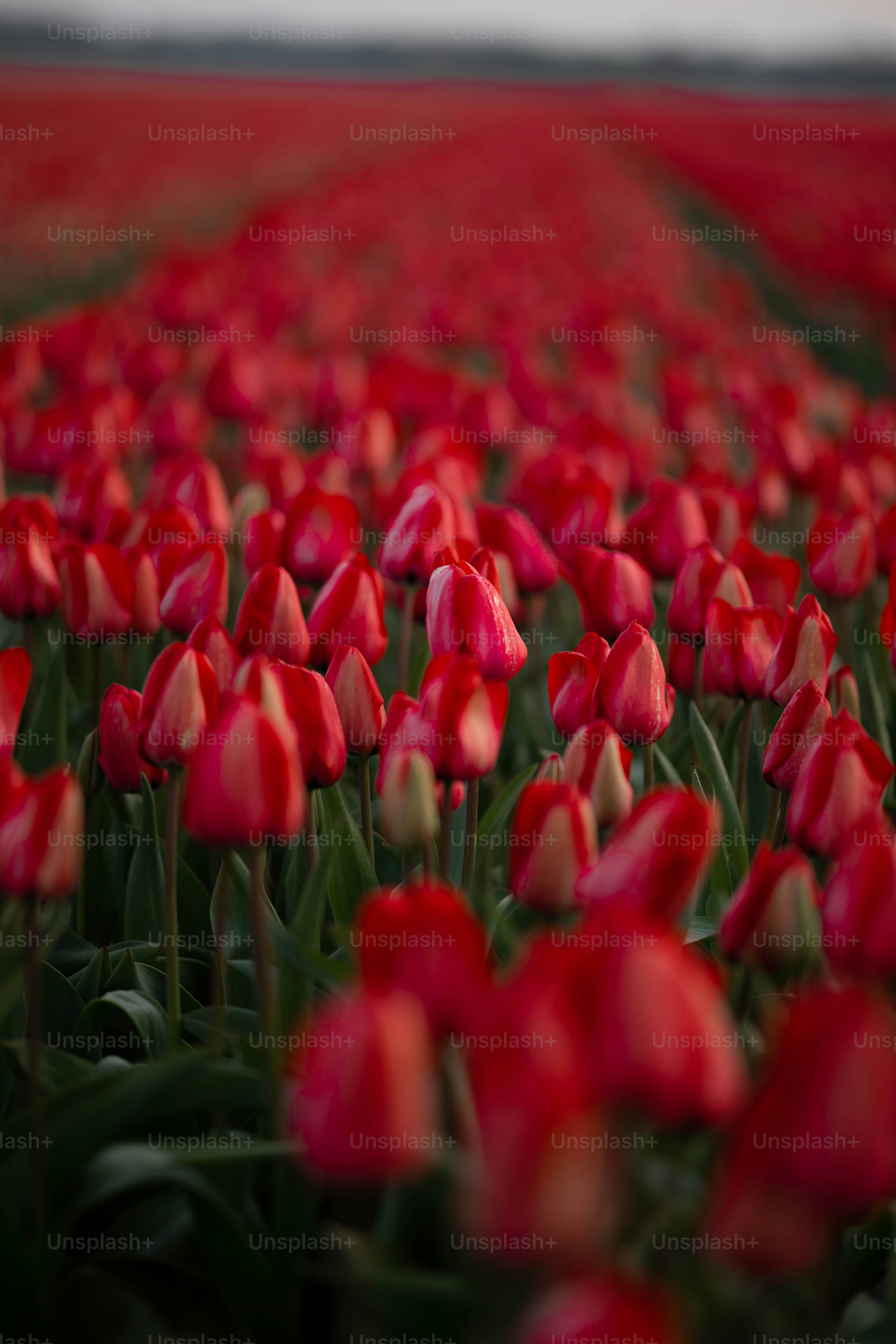 A field full of red tulips with a sky background photo – Screen saver ...