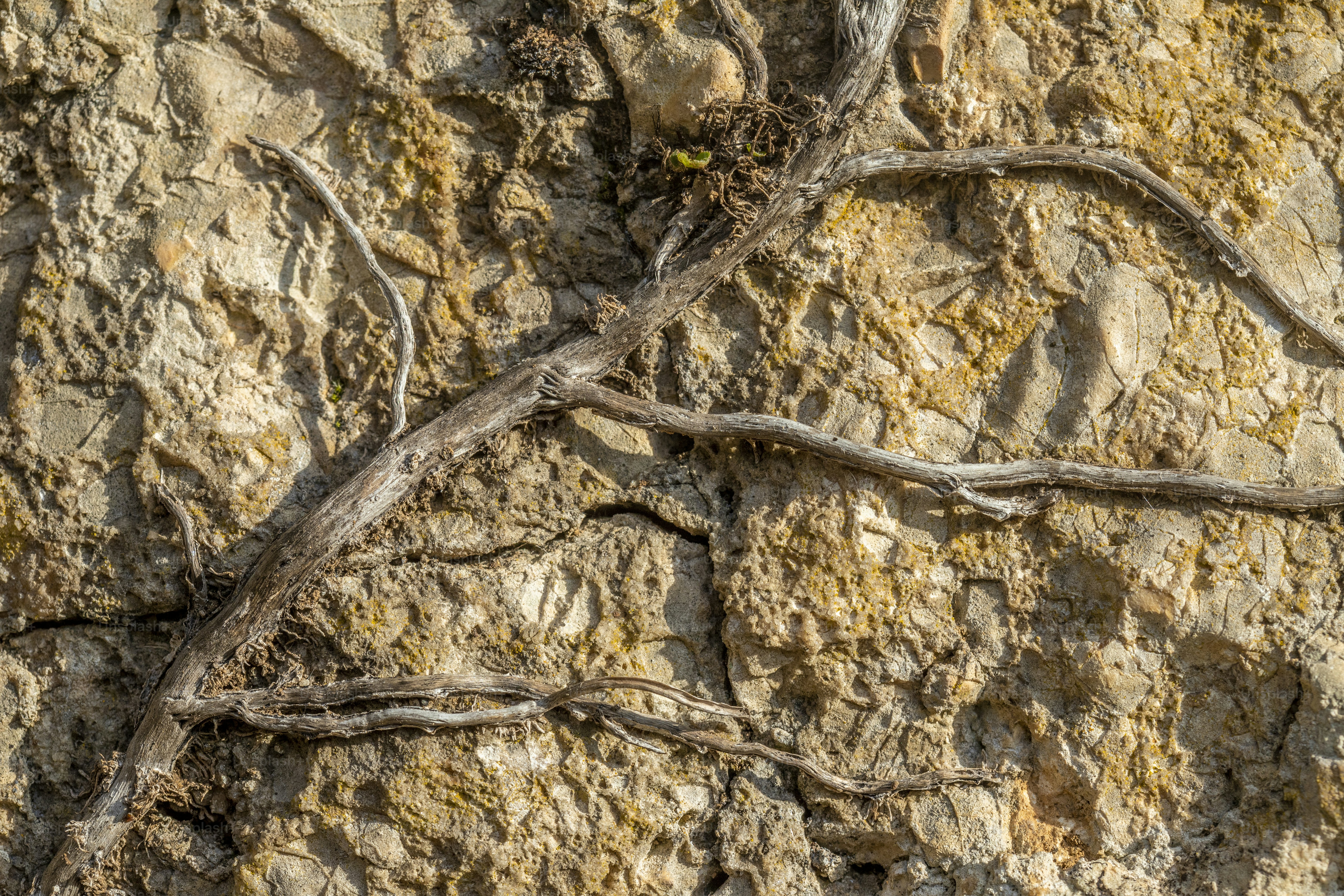 A close up of a rock wall with vines growing on it photo – Tree roots ...