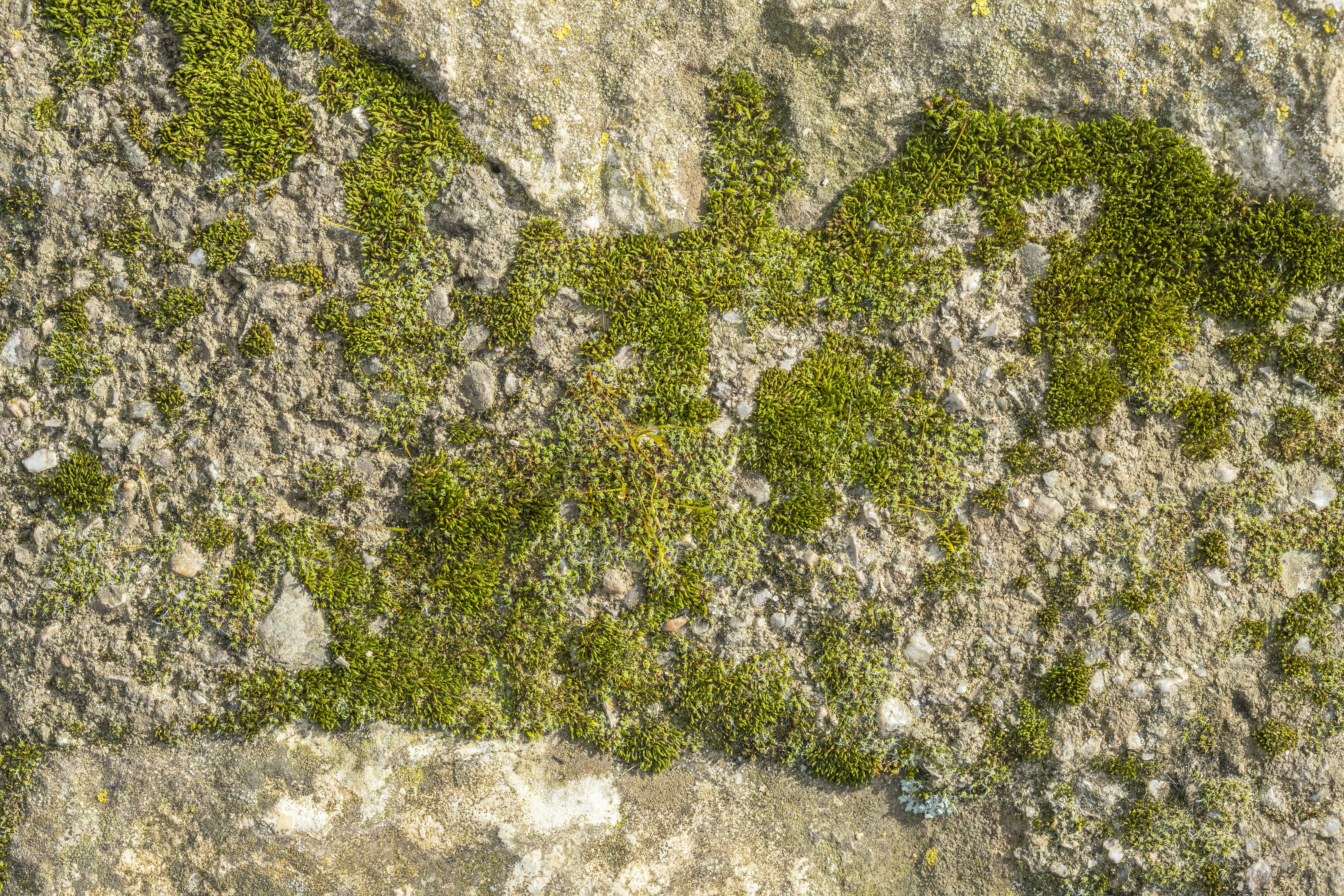 Moss Stone Pictures | Download Free Images on Unsplash