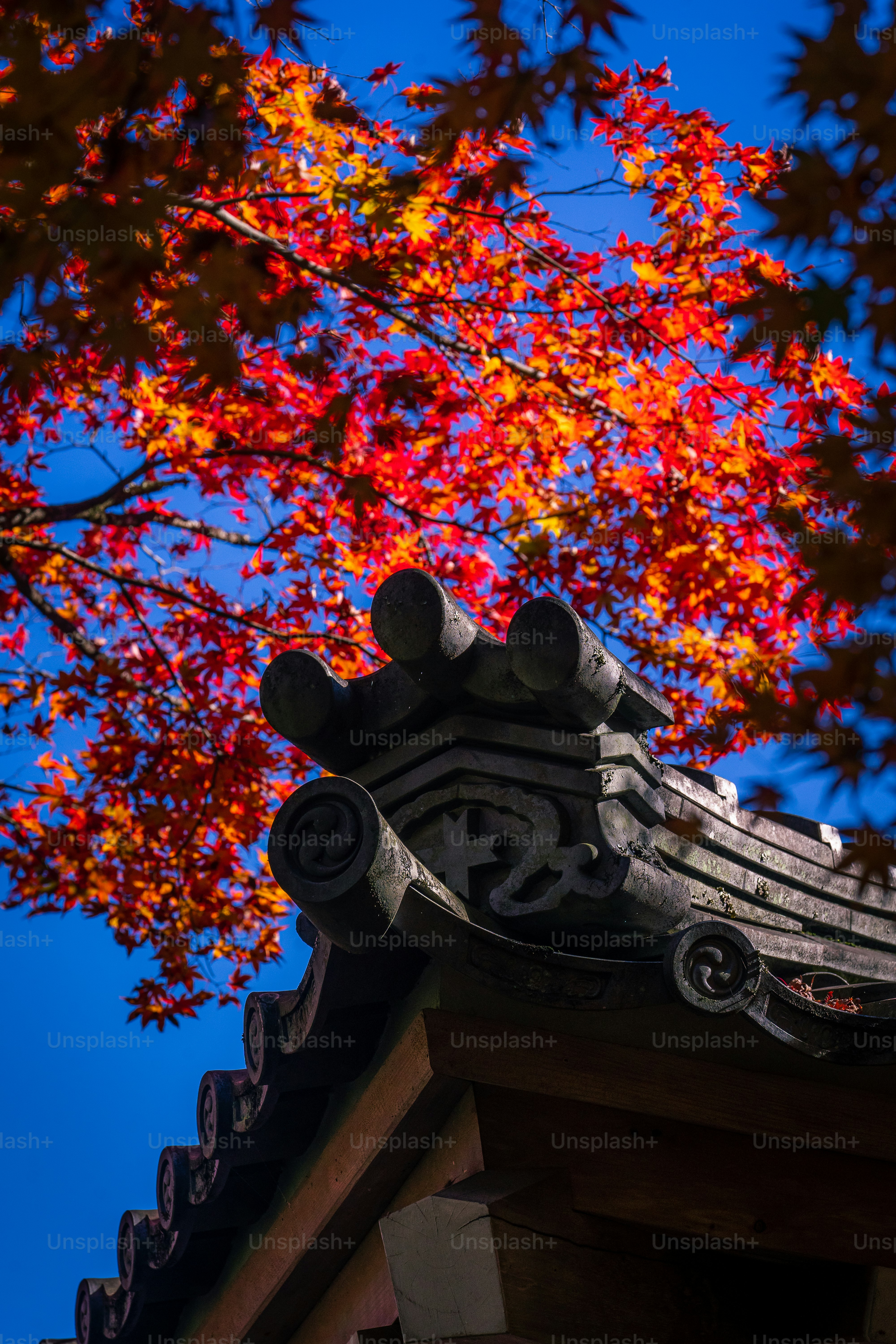 The roof of a building with a tree in the background photo – Fall tree ...