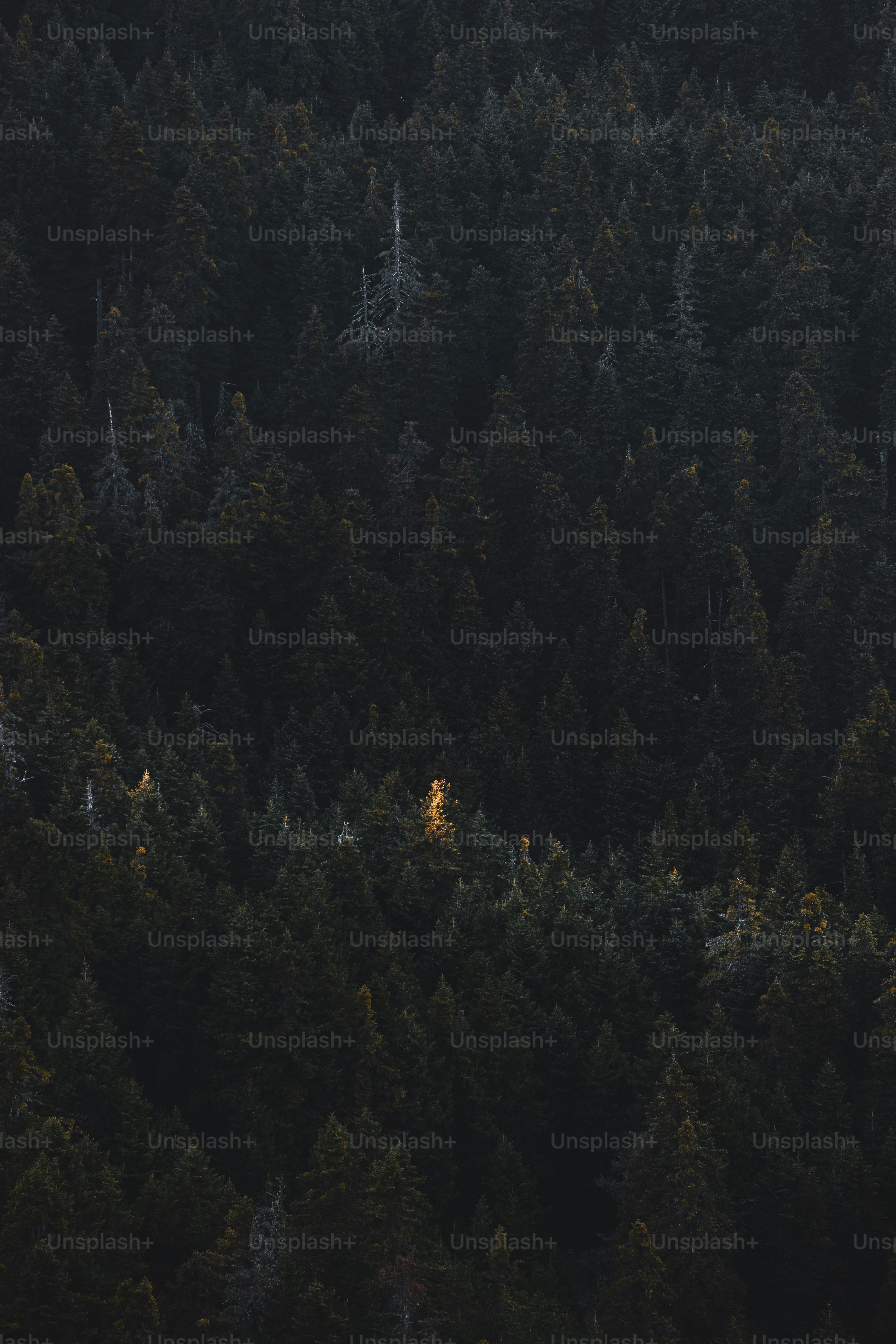 A plane flying over a forest filled with trees photo – Night forest ...