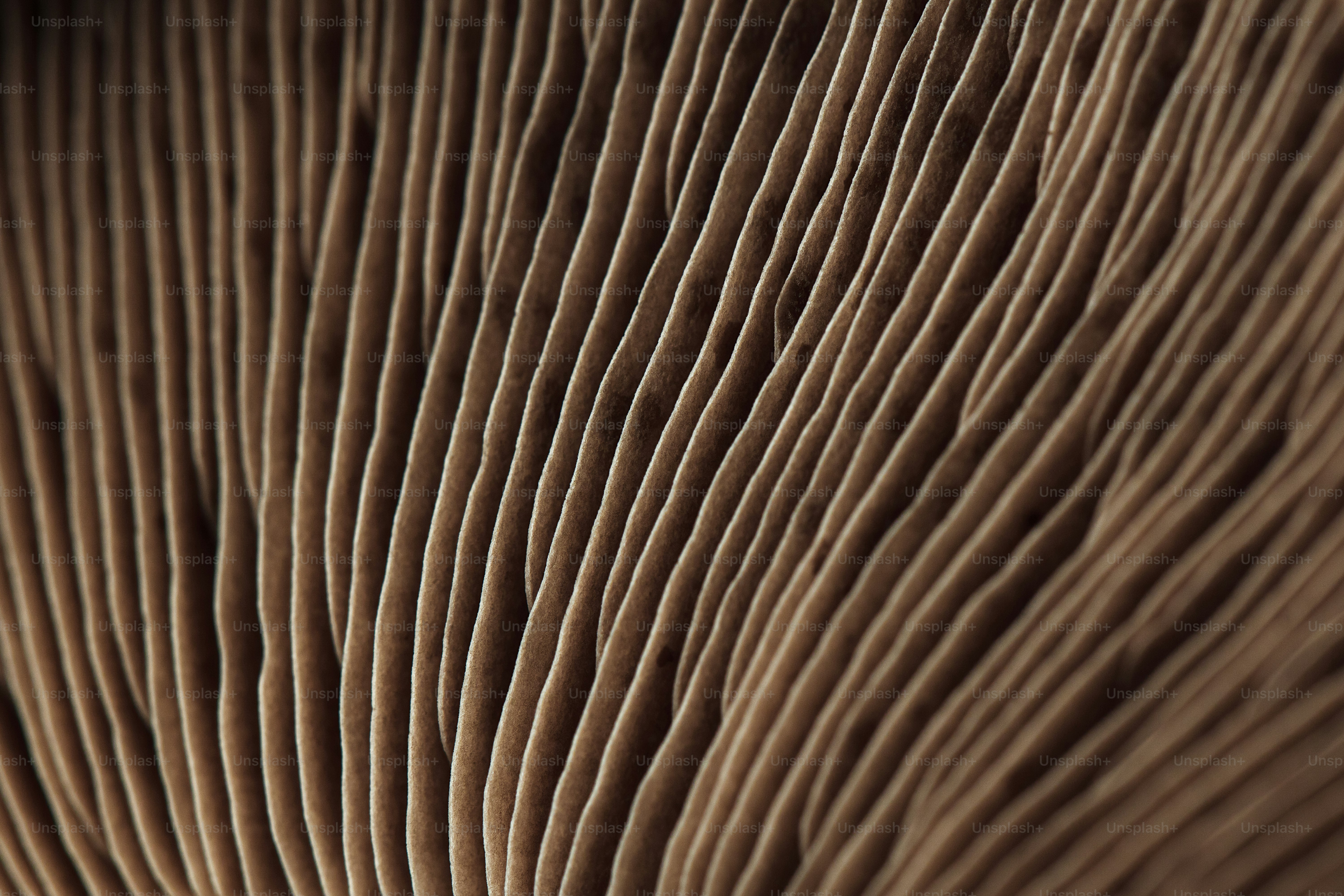 30k+ Mushroom Texture Pictures | Download Free Images on Unsplash