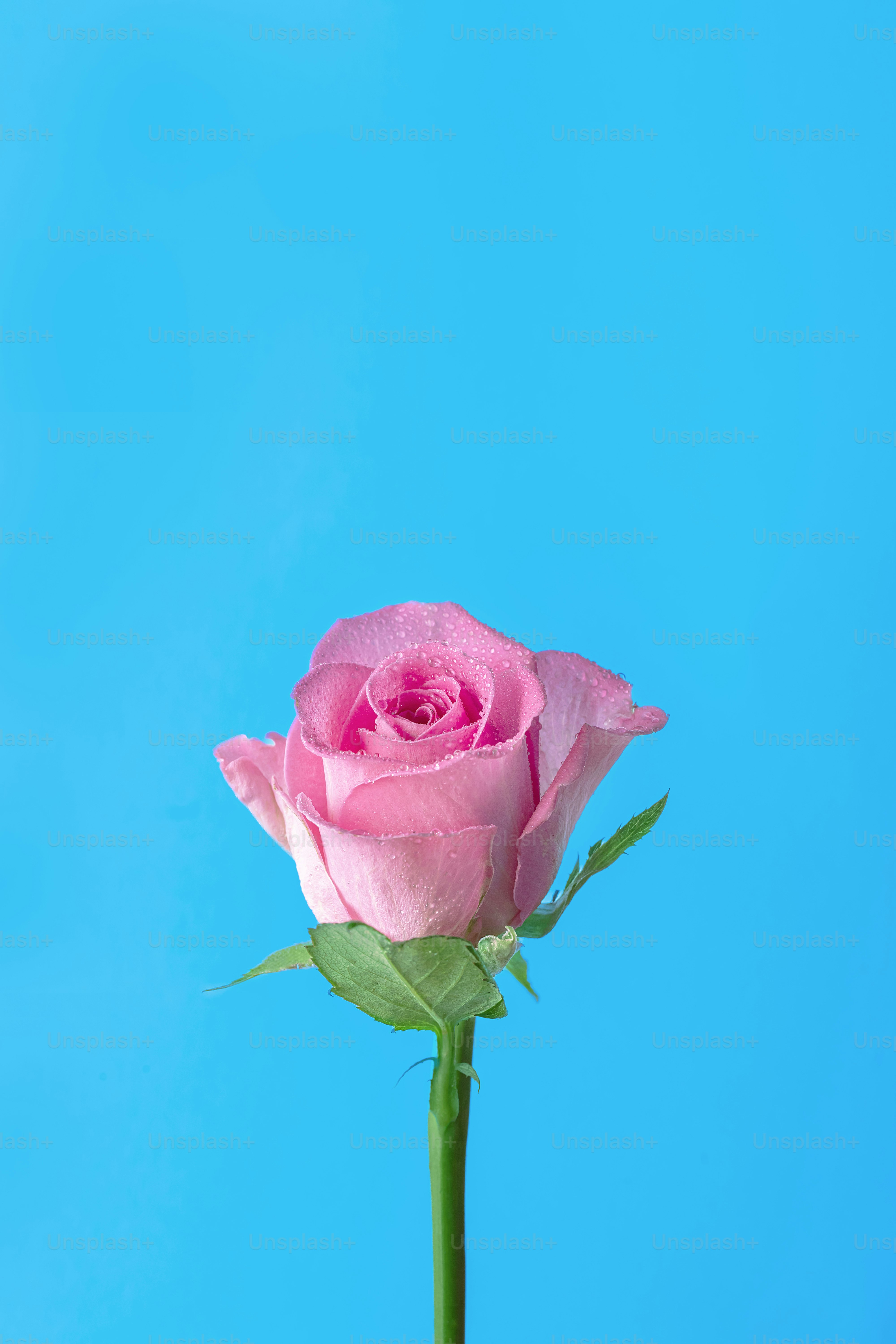 Rose Pictures [HD] | Download Free Images & Stock Photos on Unsplash