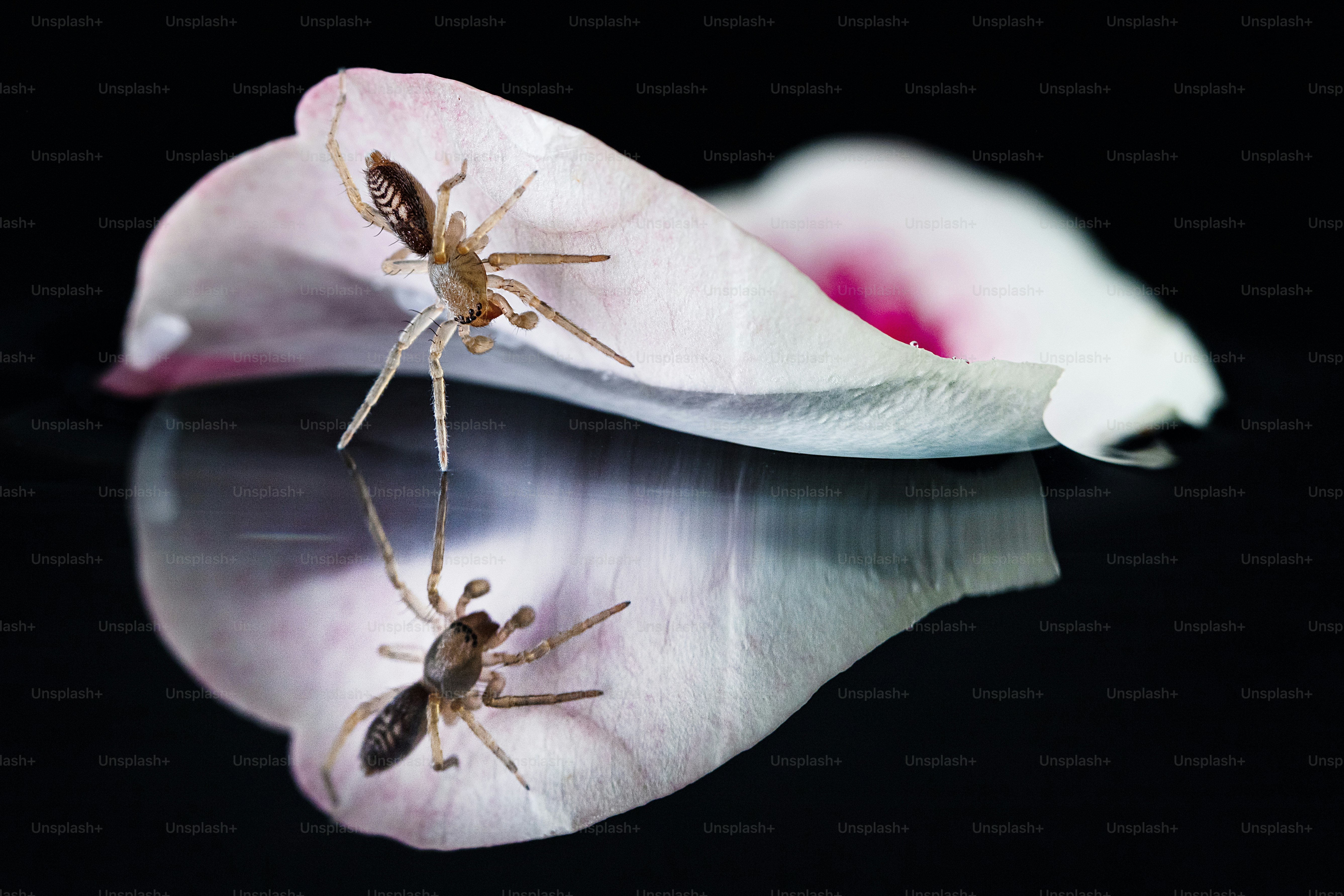 A spider sitting on top of a pink flower photo – Spiders Image on Unsplash