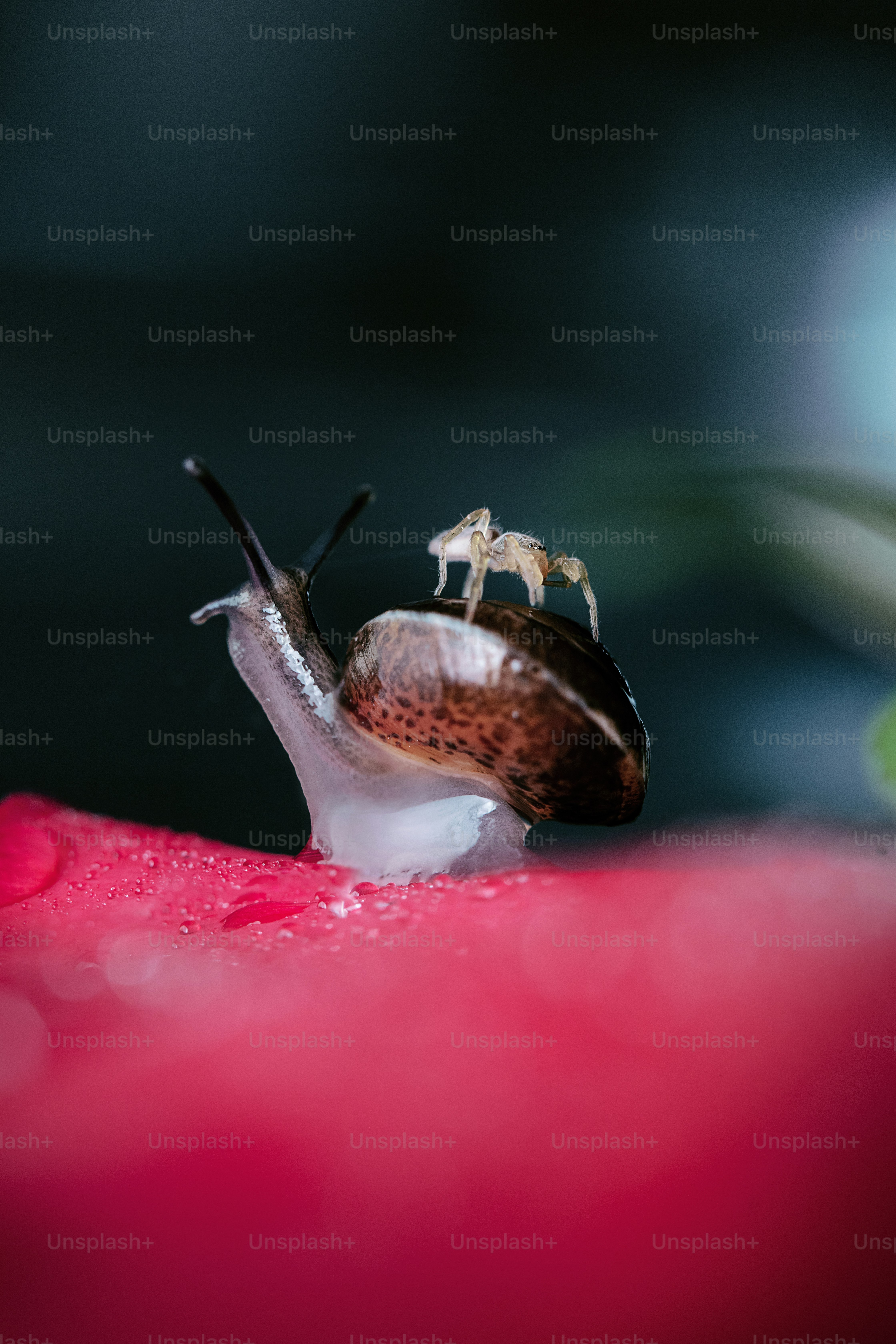 A close up of a snail on a pink flower photo – Spider Image on Unsplash