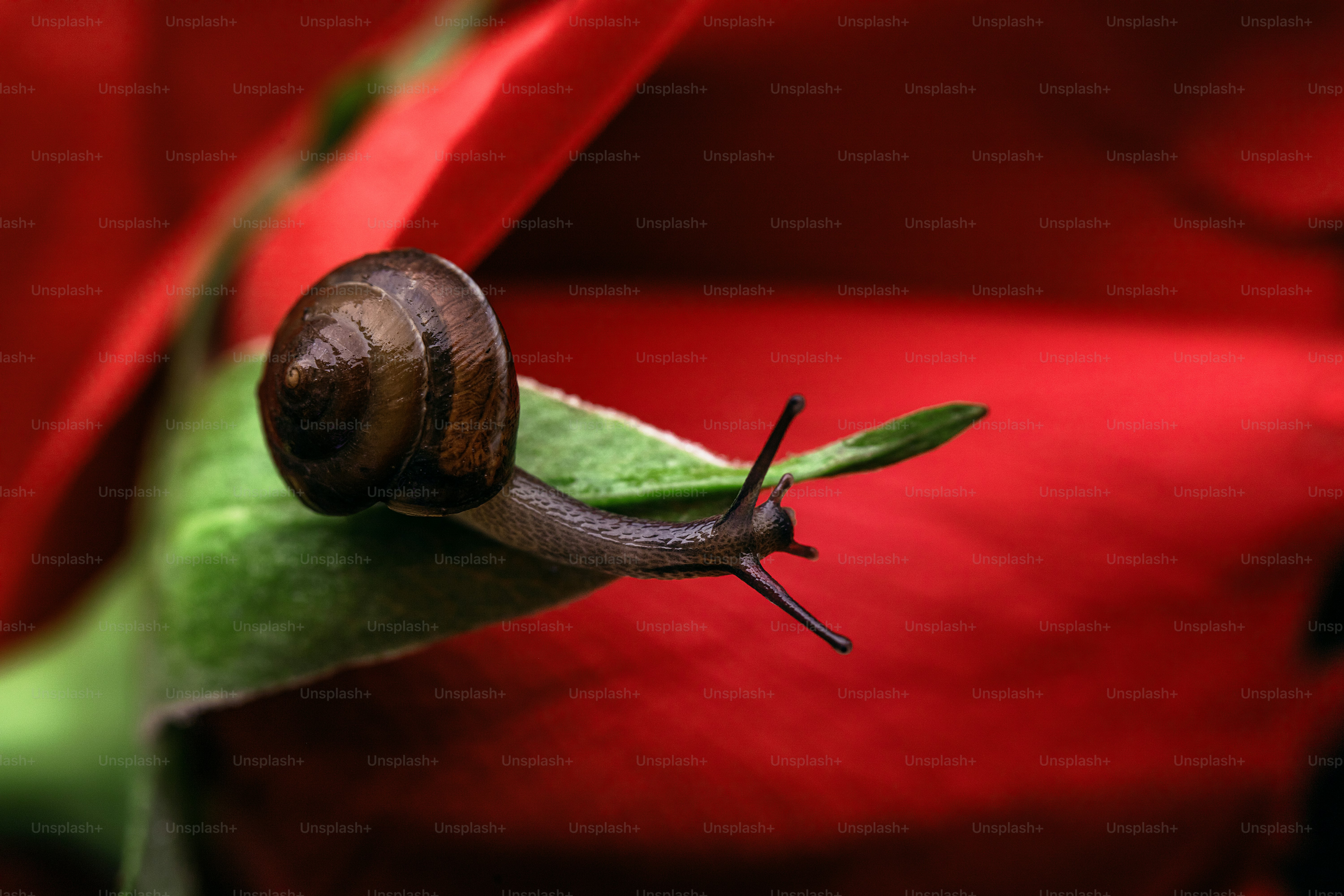 Gros plan d’un escargot sur une fleur photo – Lent Photo sur Unsplash
