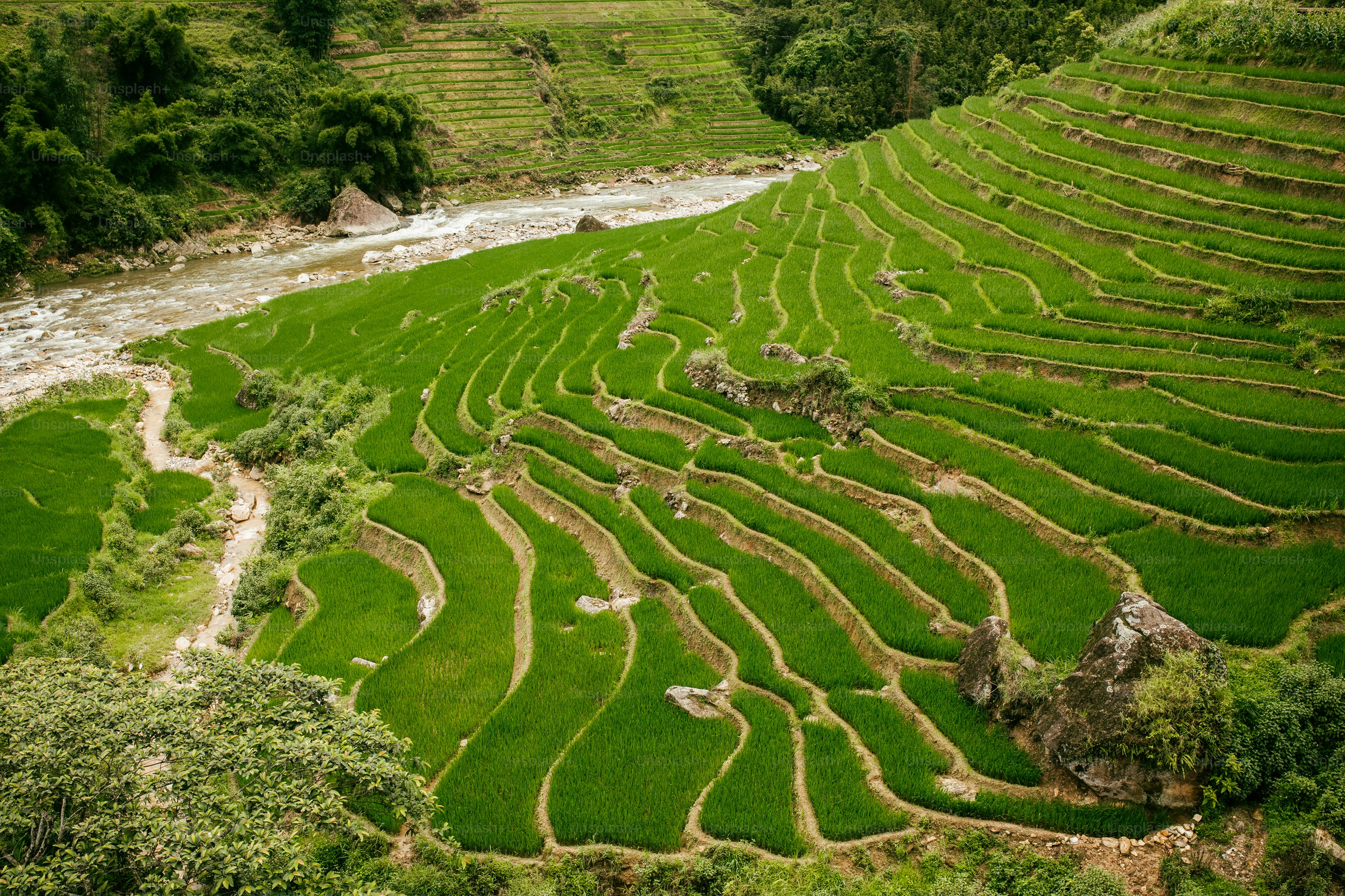 An aerial view of a lush green rice field photo – Green Image on Unsplash