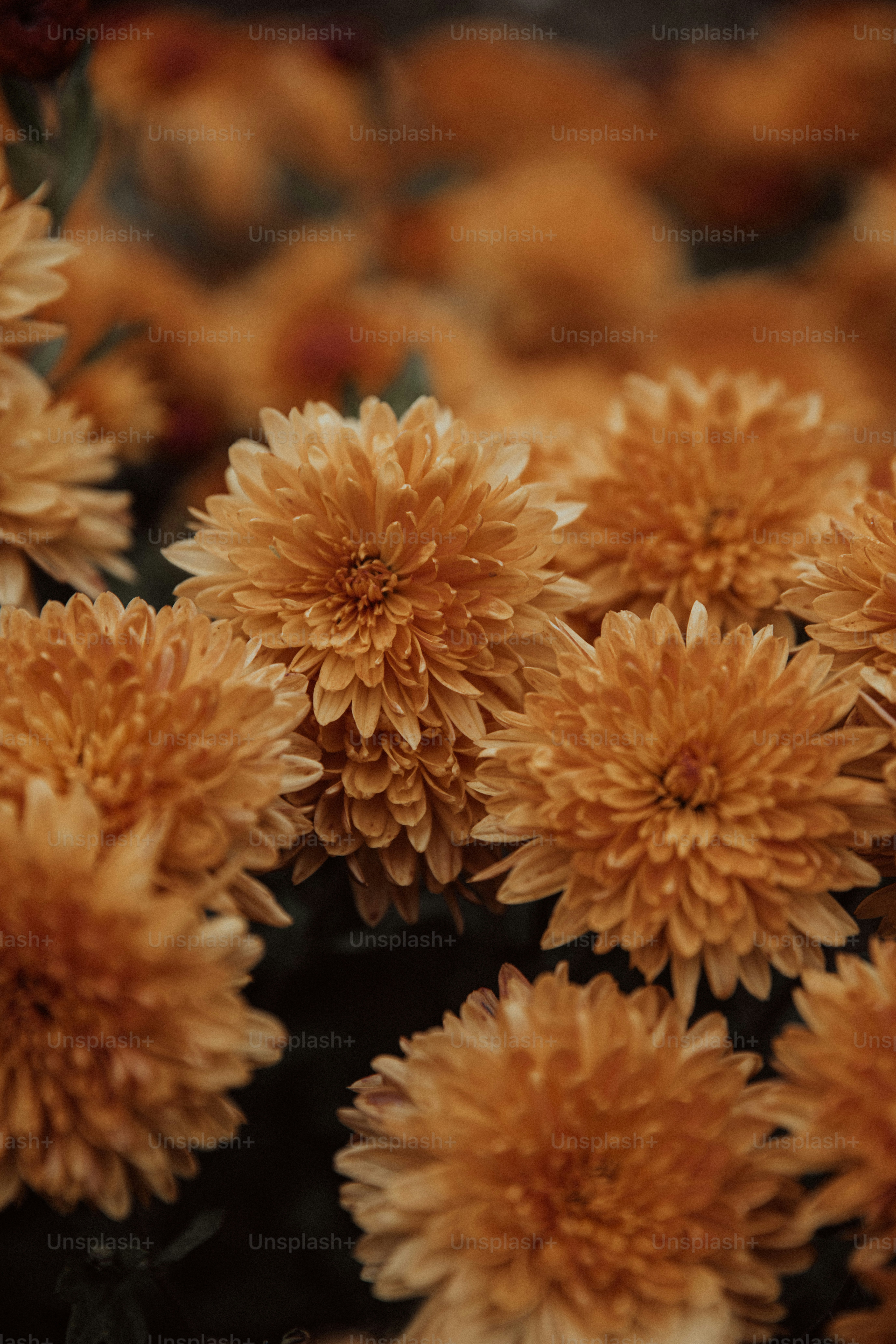 A close up of a bunch of yellow flowers photo – Fleurs Image on Unsplash