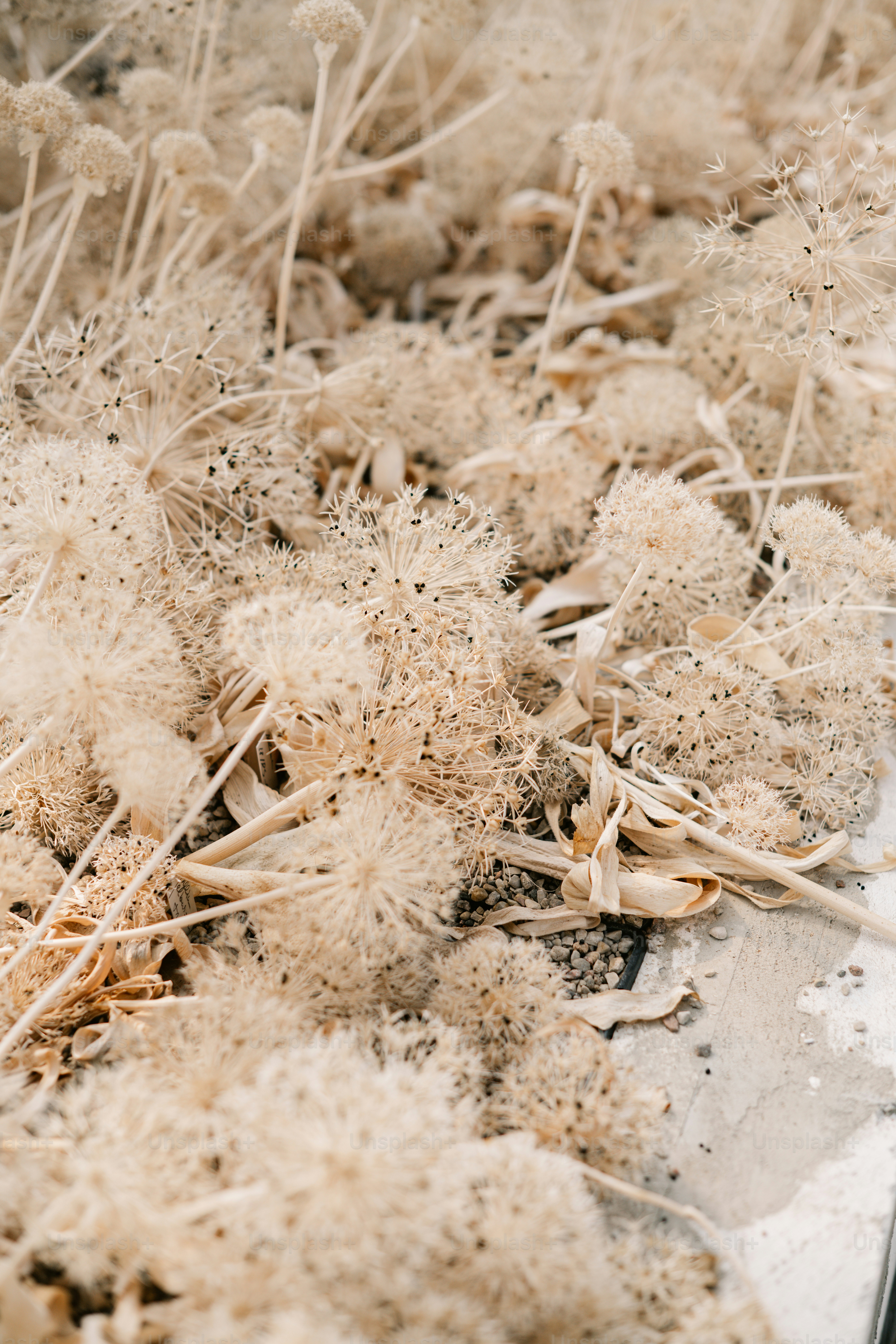 A close up of a bunch of dead plants photo – Dead flowers Image on Unsplash
