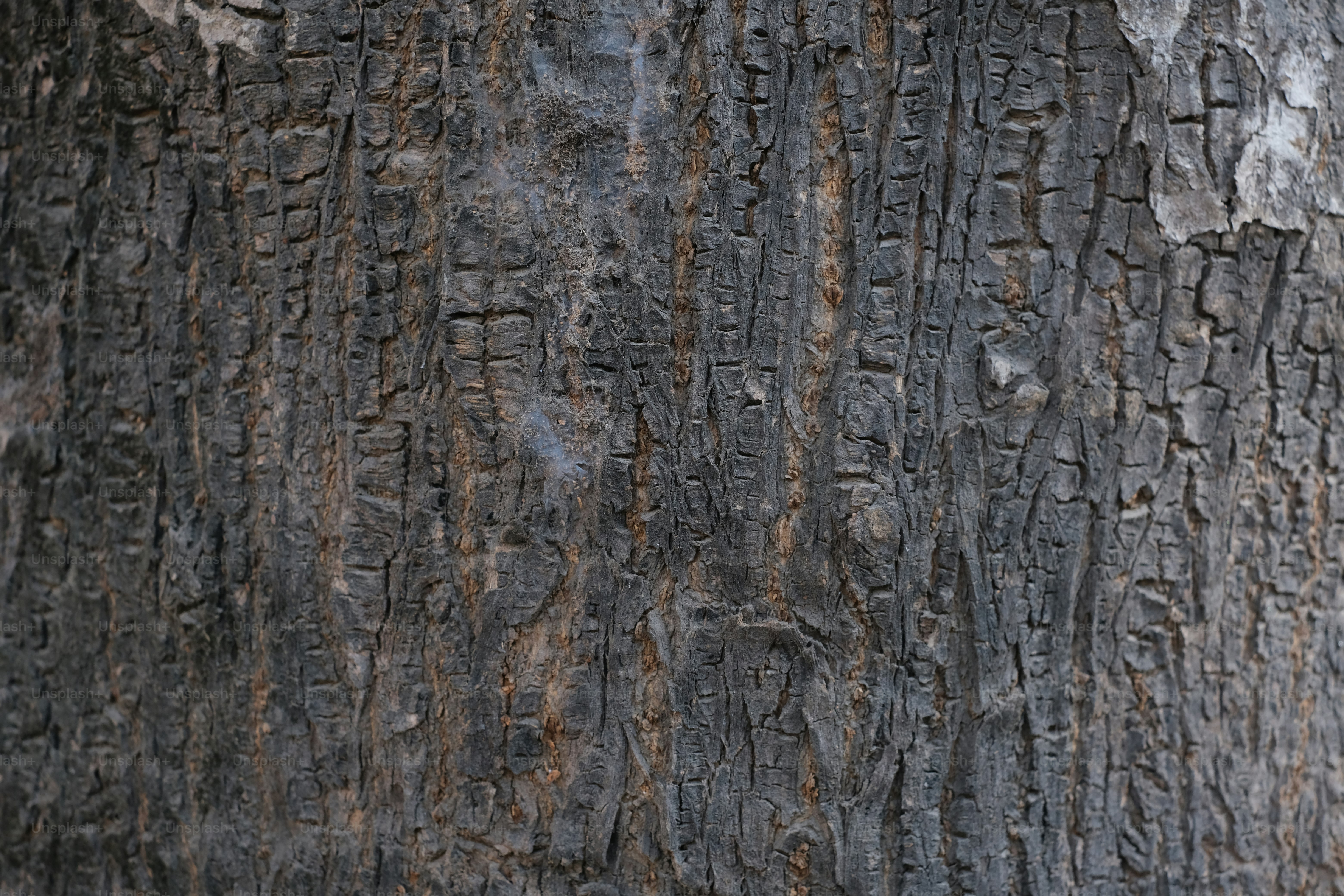 100+ Tree Bark Pictures | Download Free Images on Unsplash