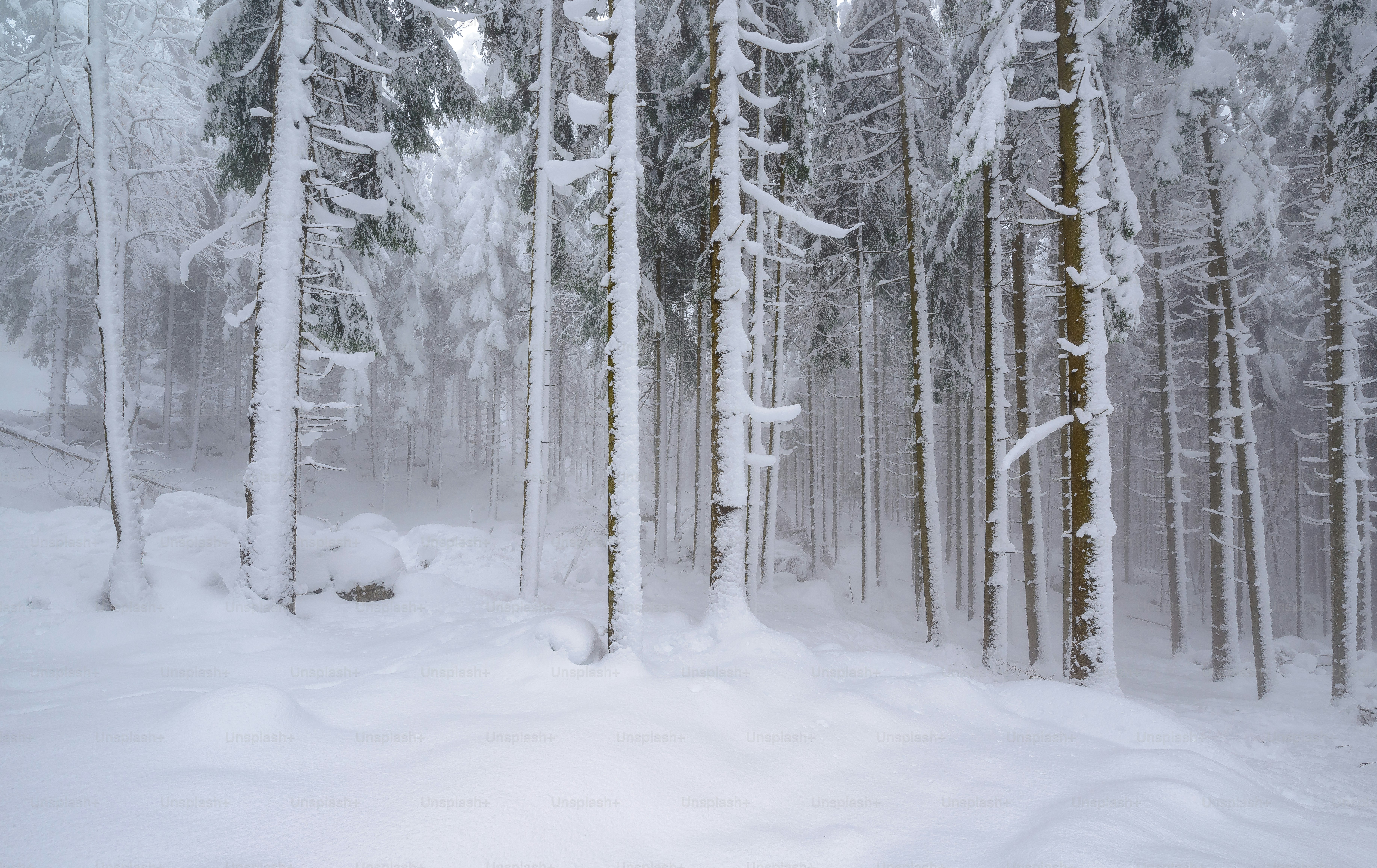 Best 500+ Winter Pictures | Download Free Images & Stock Photos on Unsplash